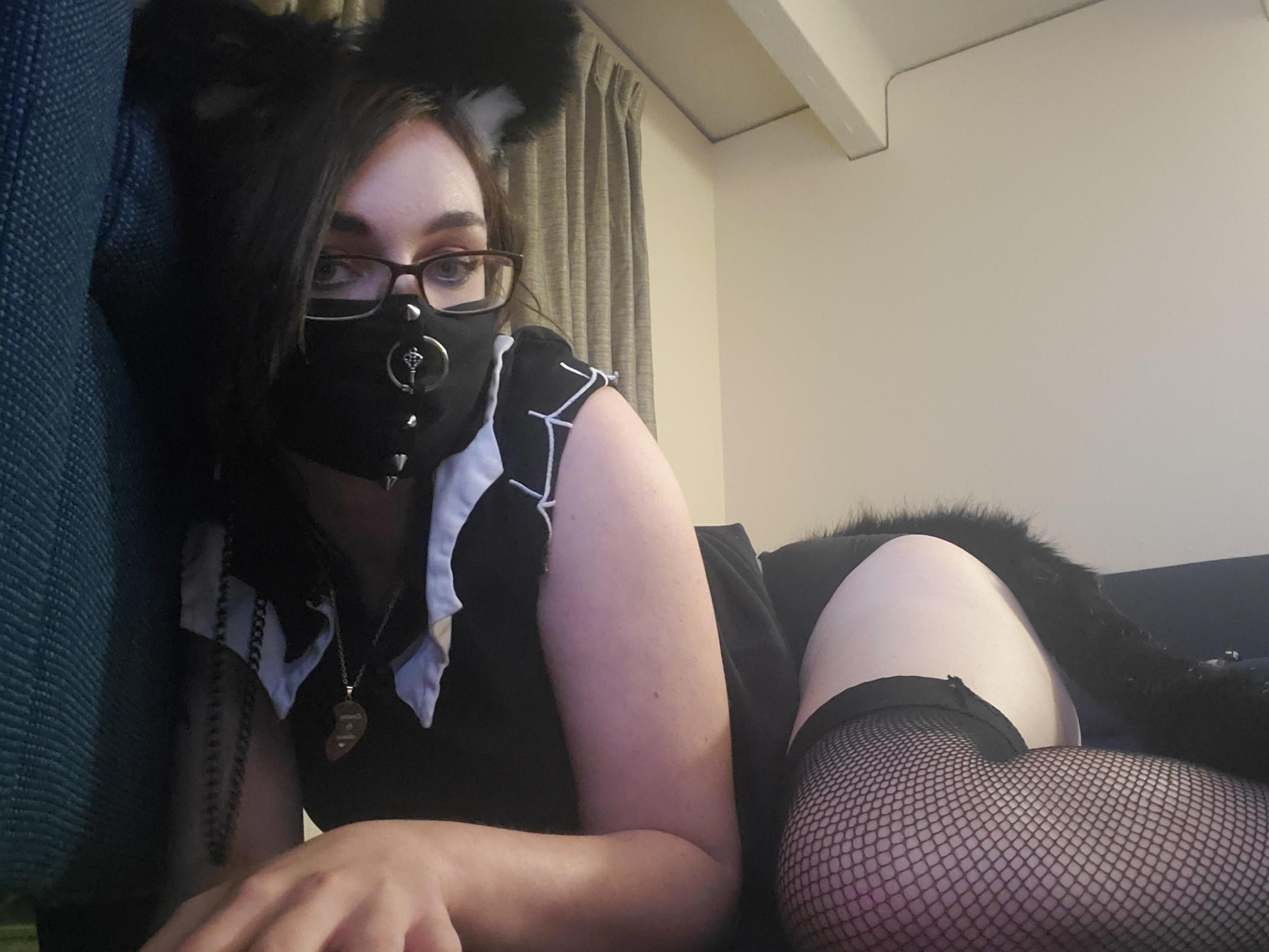 Teasing Kitten | Scrolller