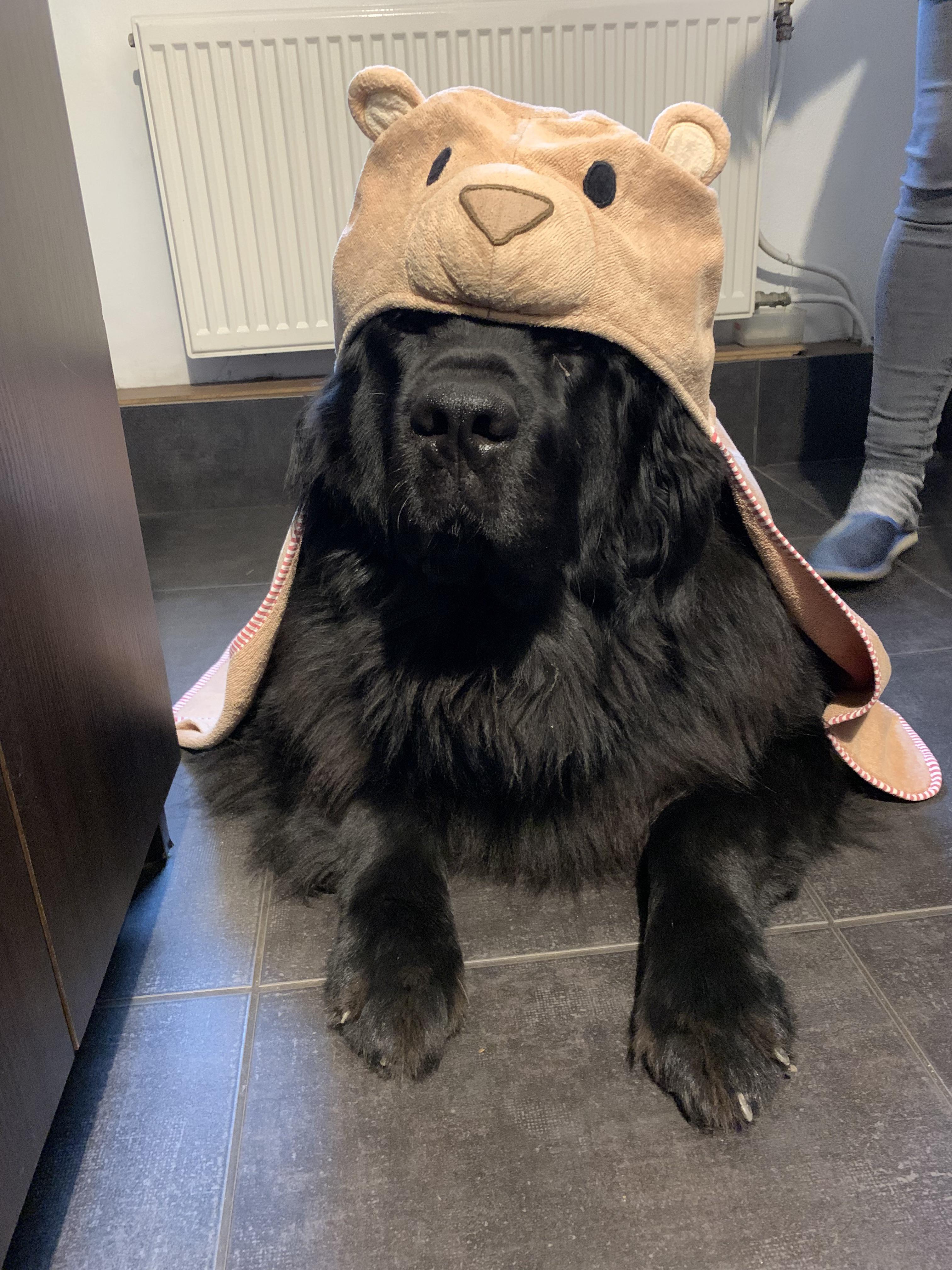 teddy bear! | Scrolller