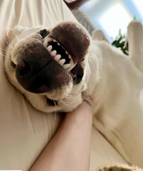 Tell 'em I'm a good boi | Scrolller