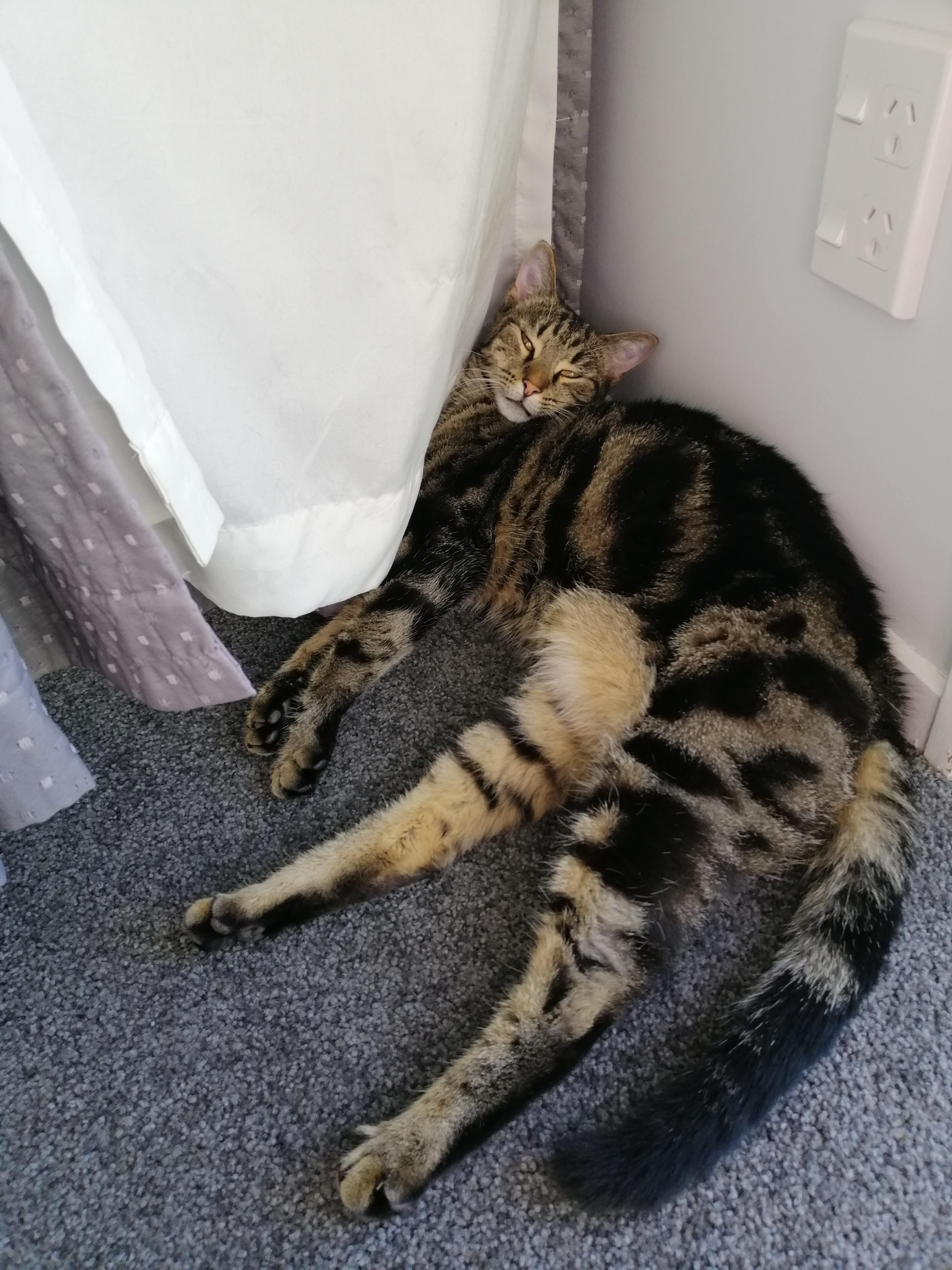 The always camera ready Noodle | Scrolller