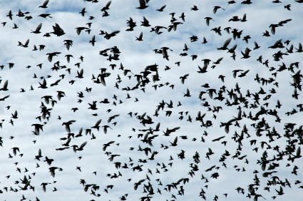 THE BEES, NOT THE BEE- I mean, THE CROWS! | Scrolller