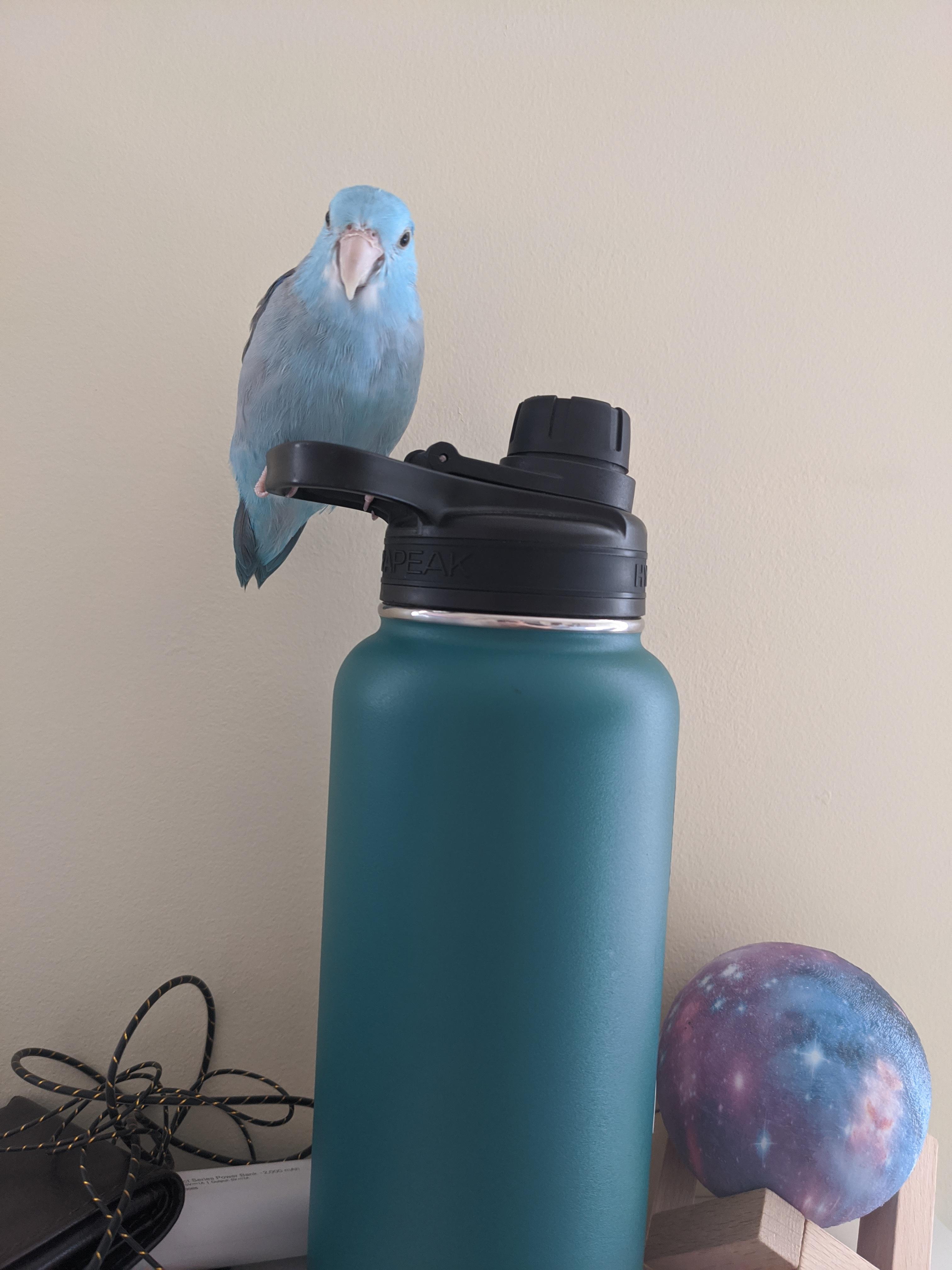 The best perch... | Scrolller