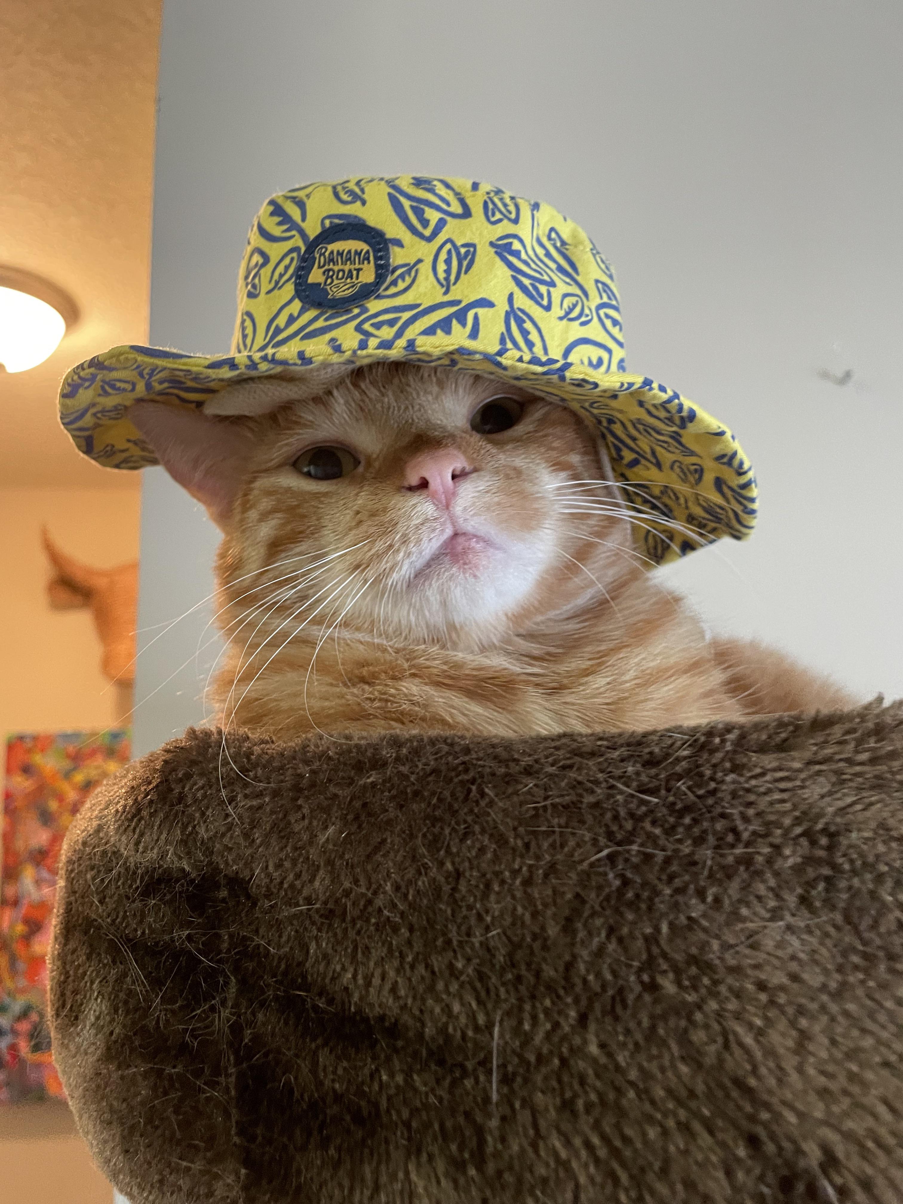 The Cat in the Banana Boat Bucket Hat [OC] | Scrolller