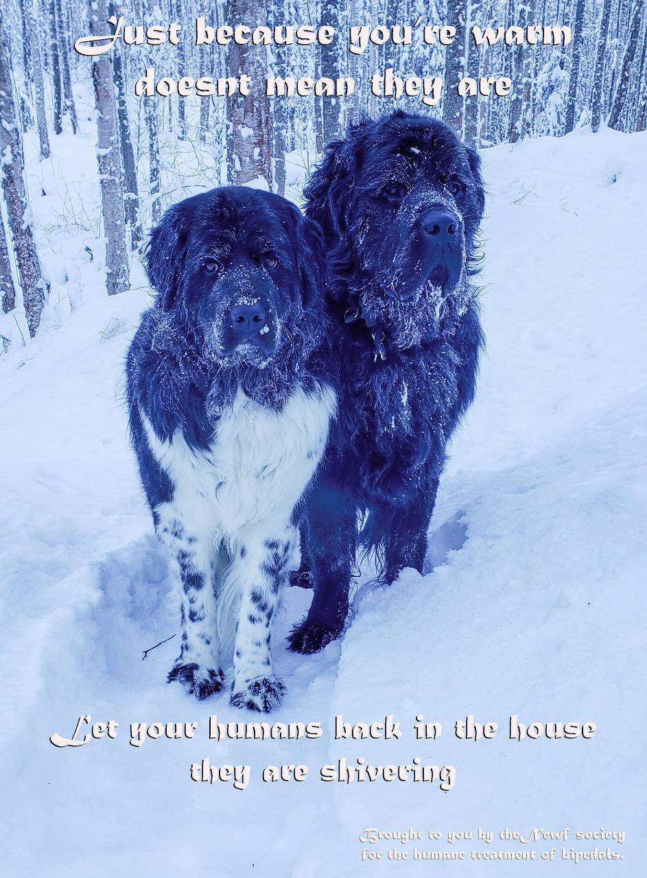 The classic remake with Esther and Bosco at -15f. | Scrolller