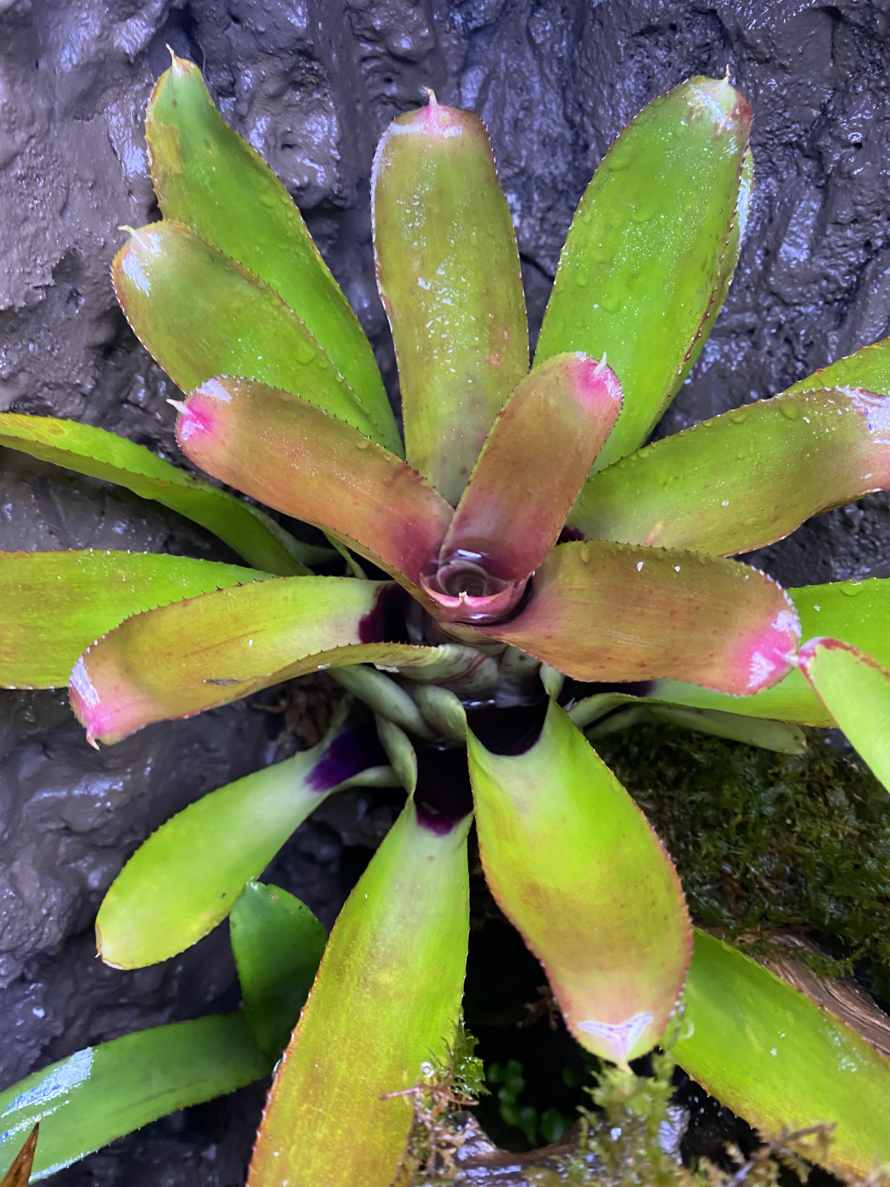 The colors | Scrolller