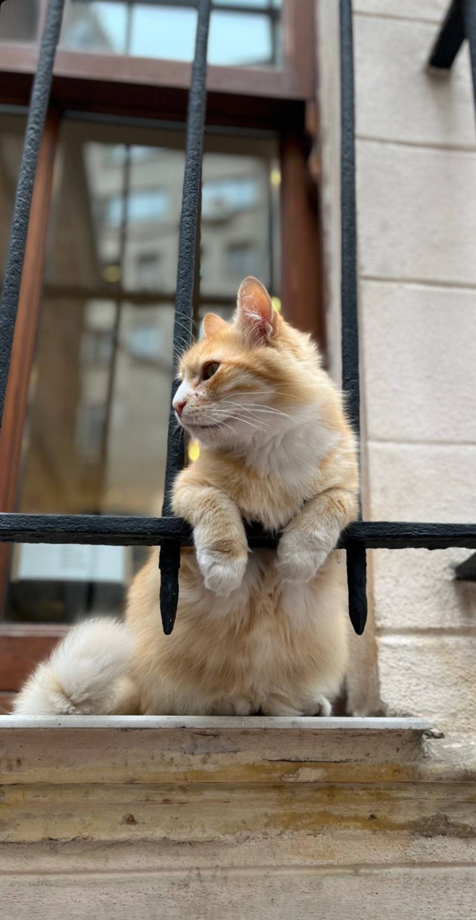 The curious cat of the neighborhood | Scrolller