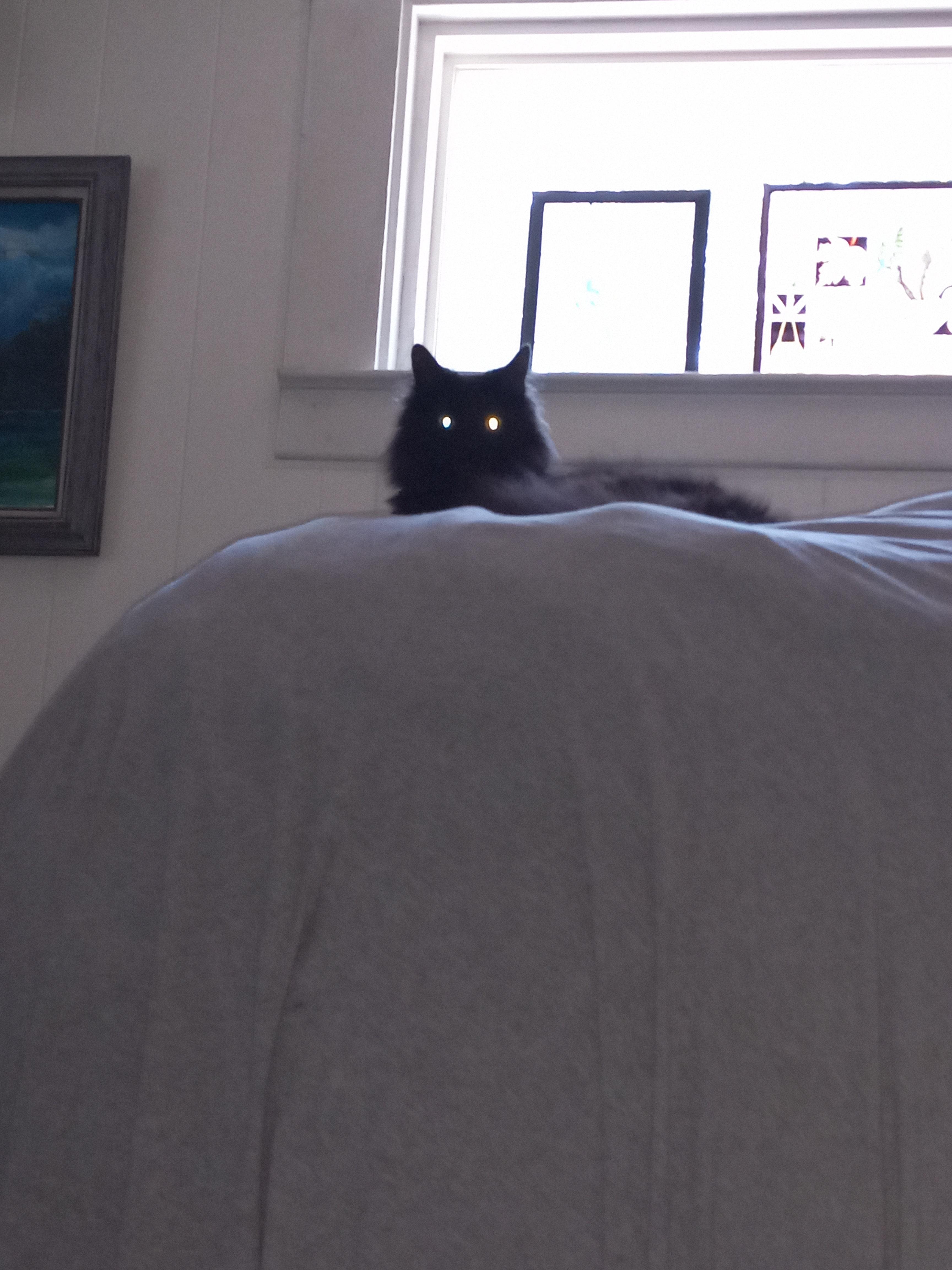 The great judgement floof | Scrolller