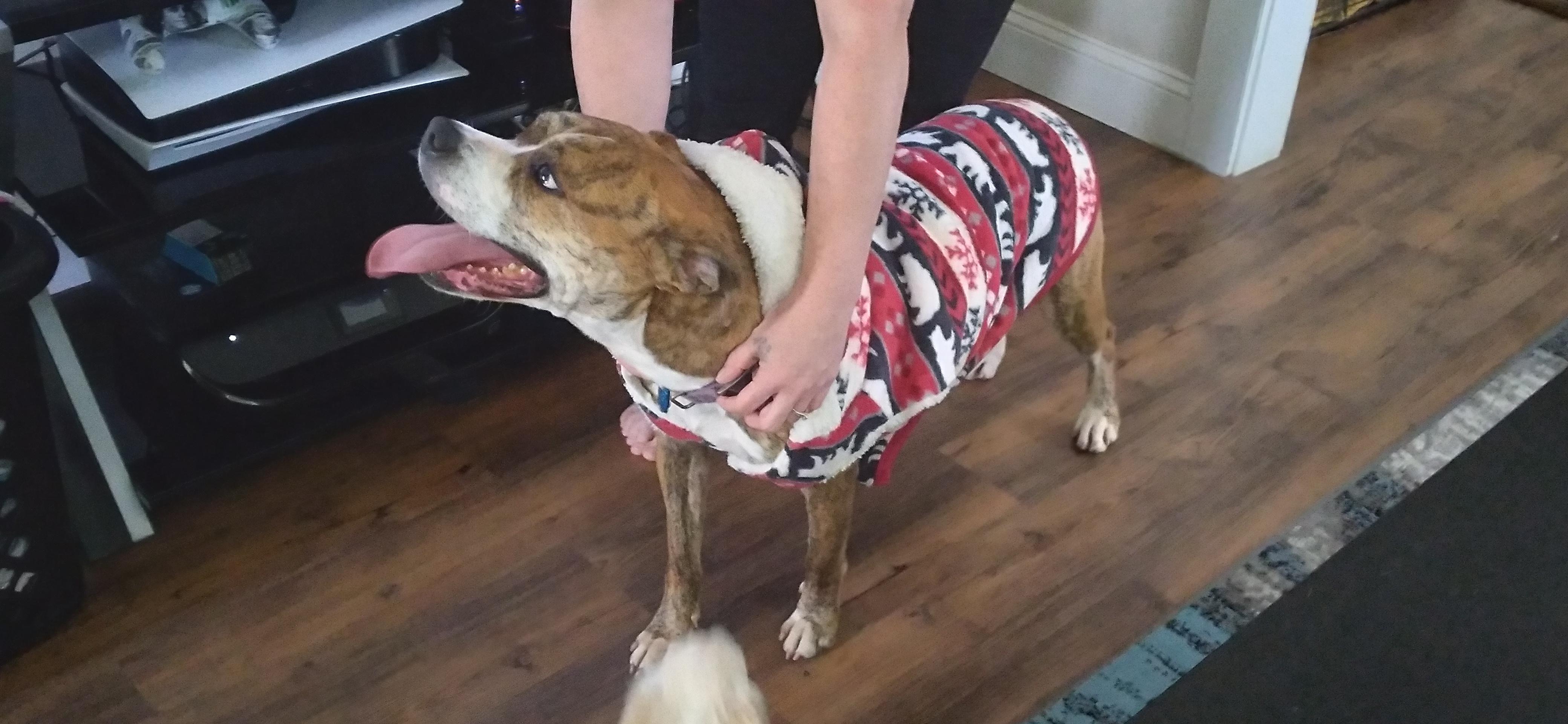 The holiday spirit seems to even have an effect on some dog breeds. | Scrolller