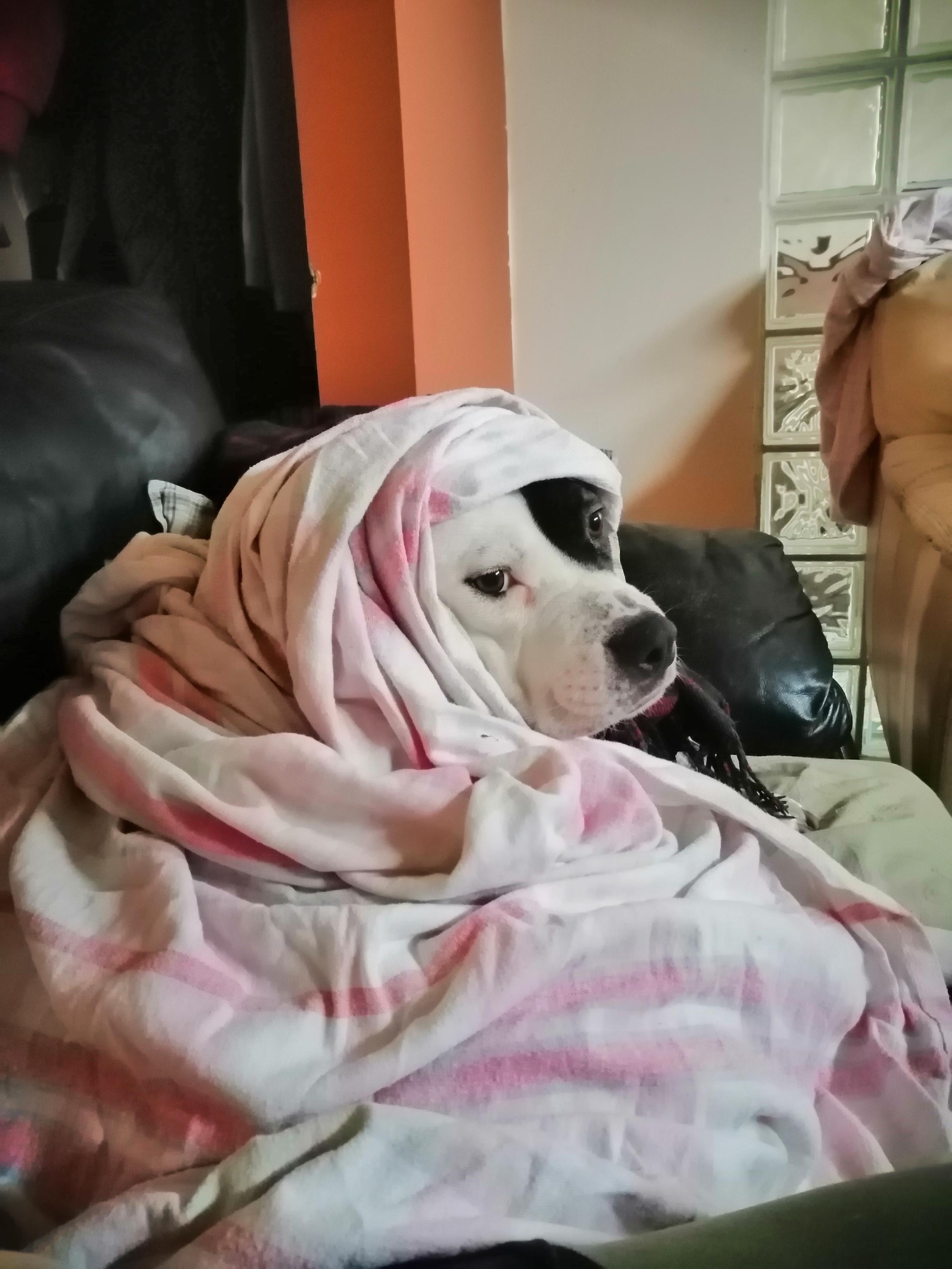 The Junebug AKA The Bugbushka | Scrolller