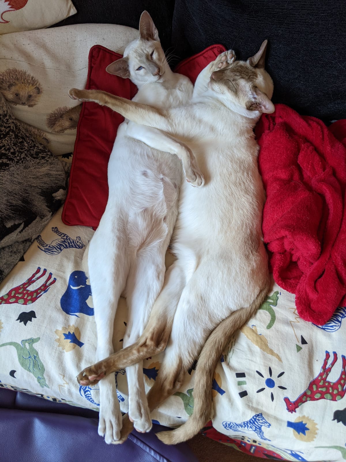the long boi cuddle. | Scrolller