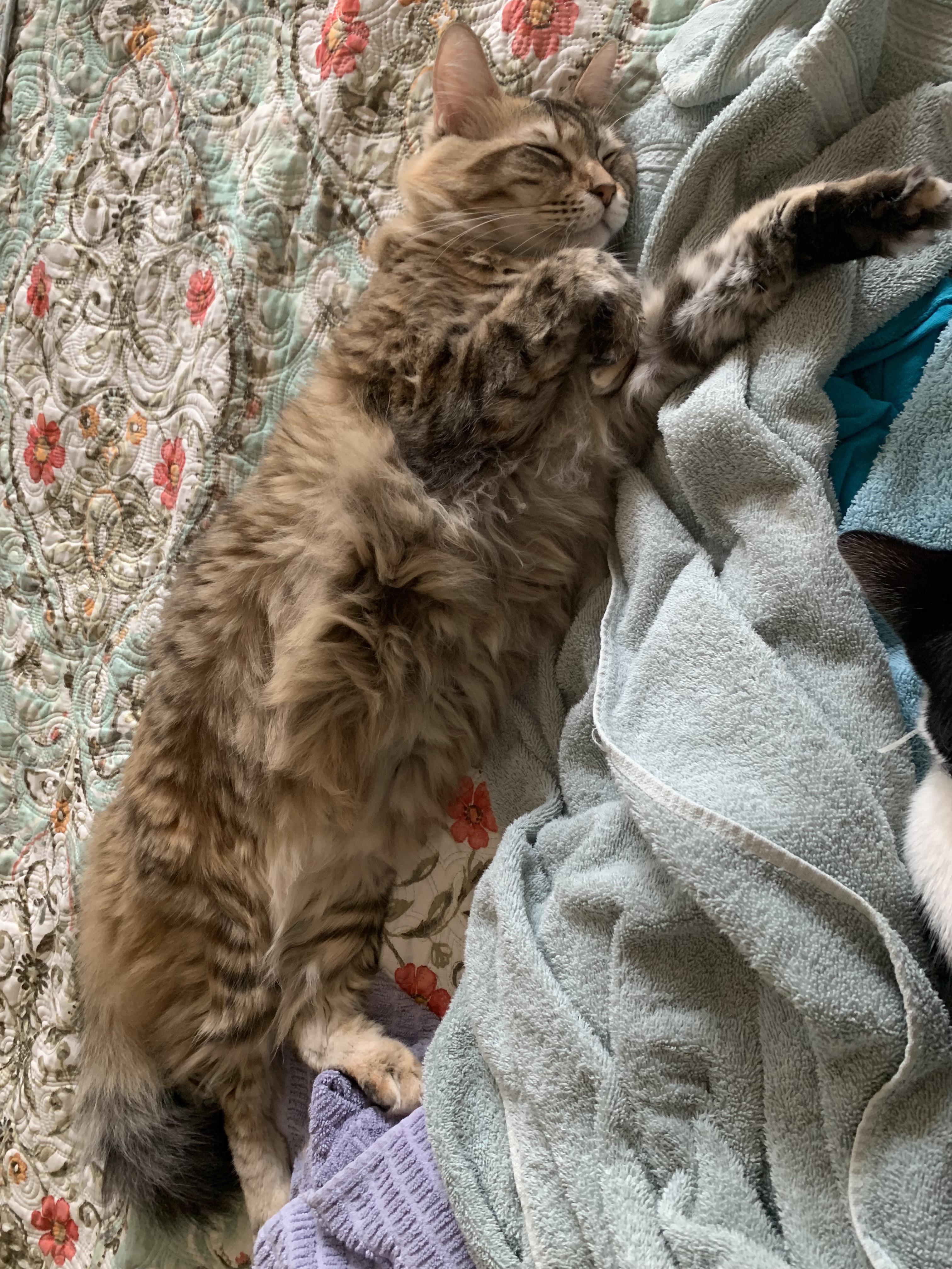 The Maine Coon Stretch | Scrolller