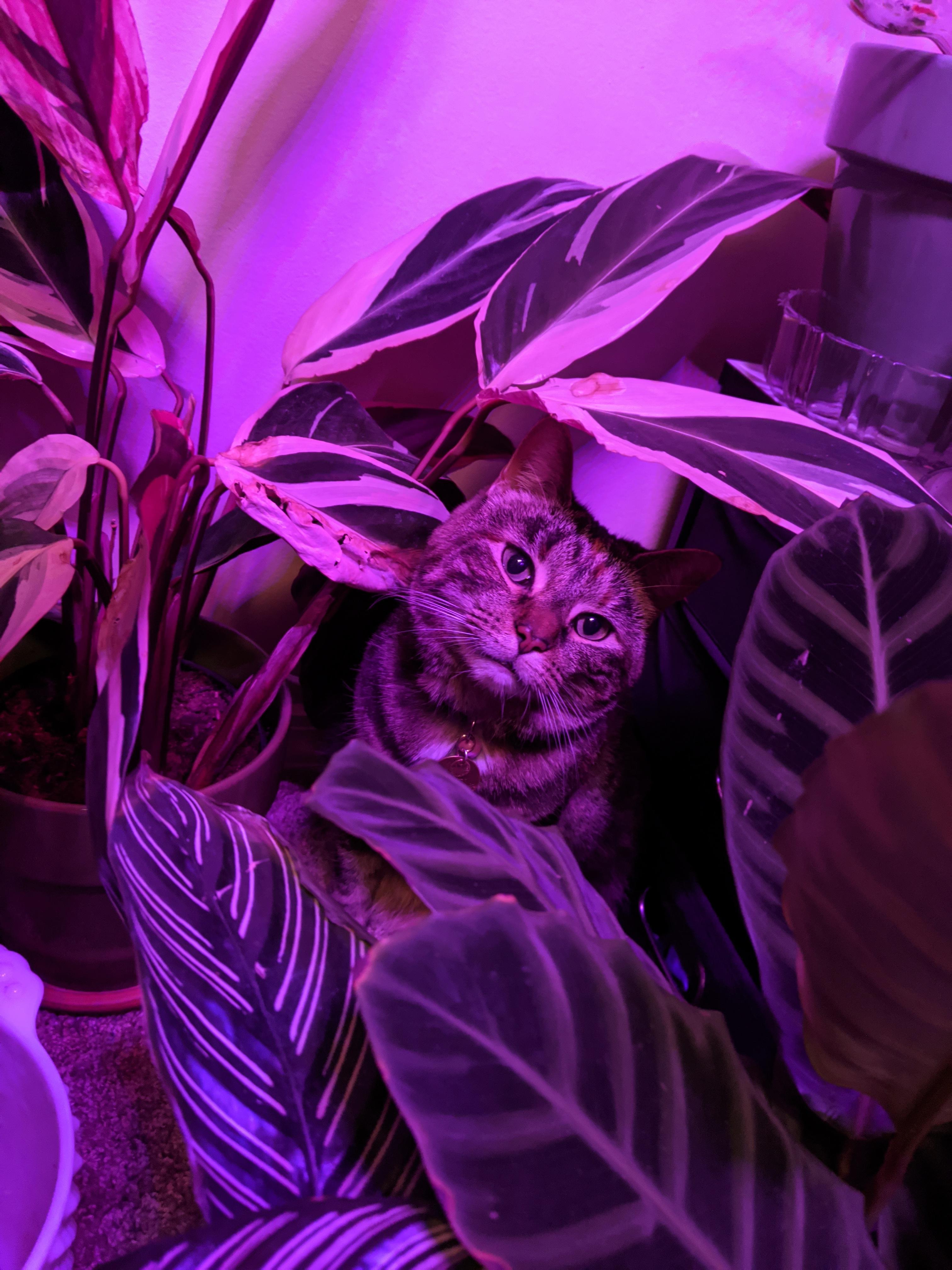 The queen of my indoor jungle | Scrolller