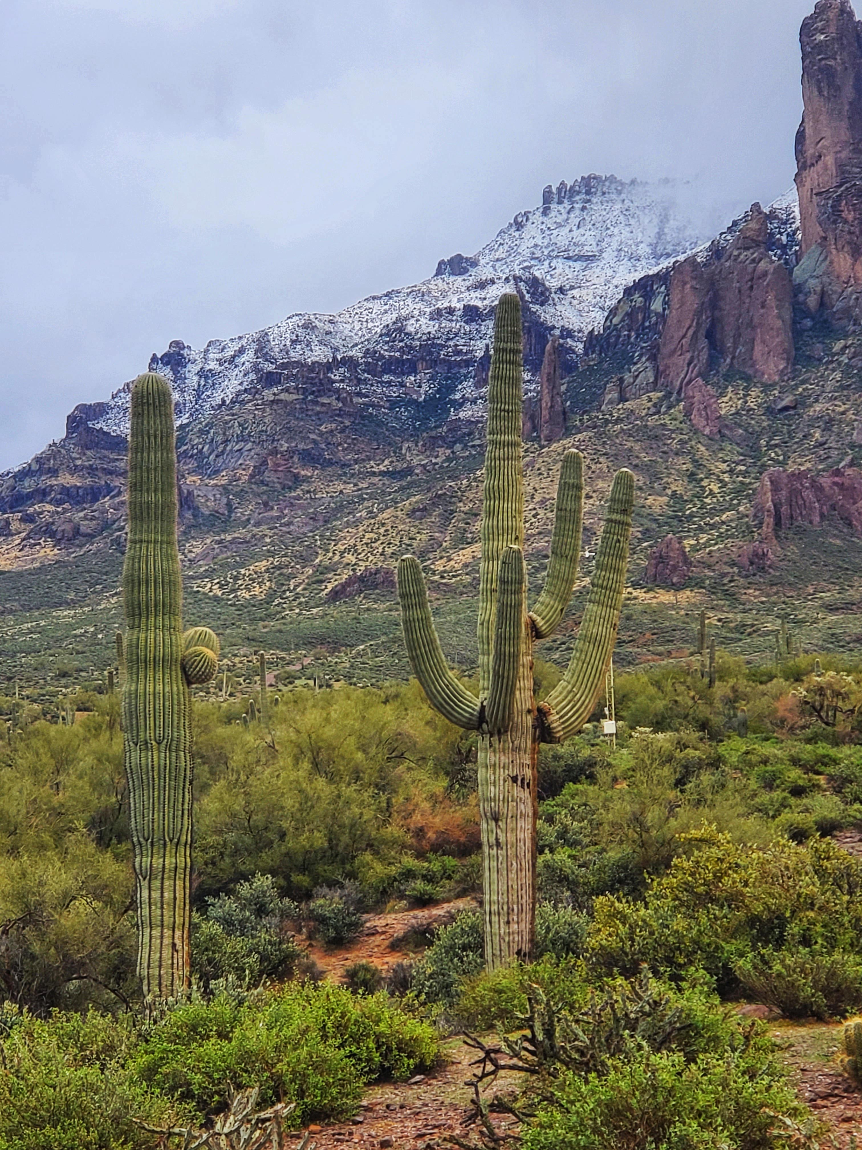 The Sonoran Desert never fails to impress! | Scrolller