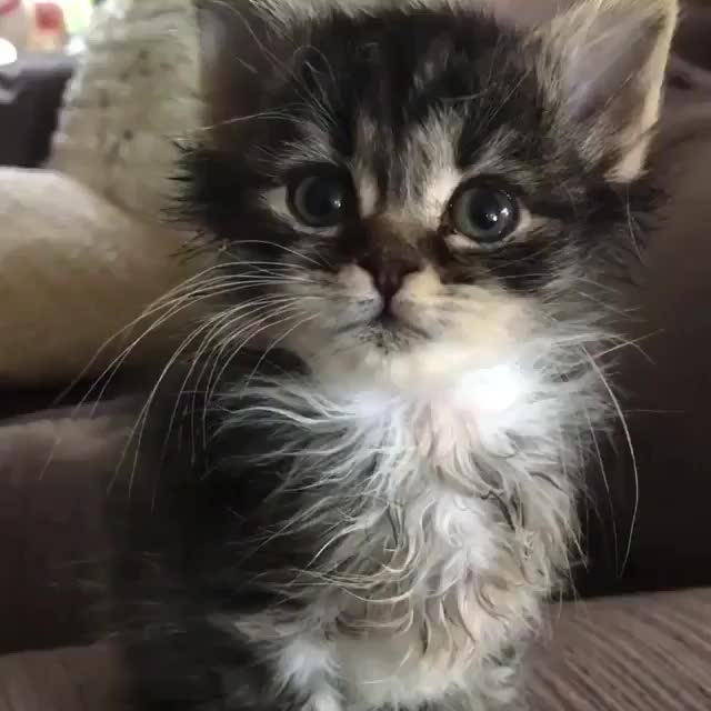 The tiniest squeak | Scrolller