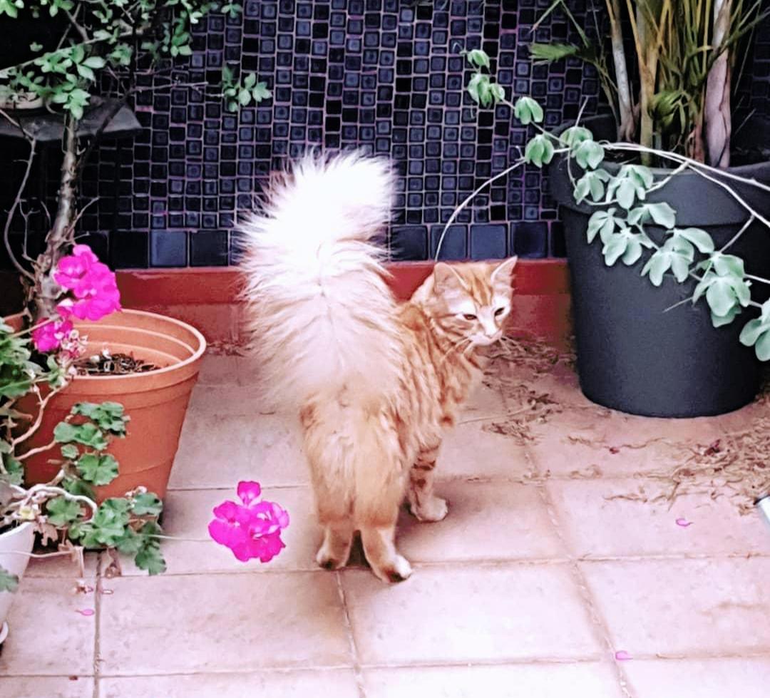 The Ultimate? | Scrolller