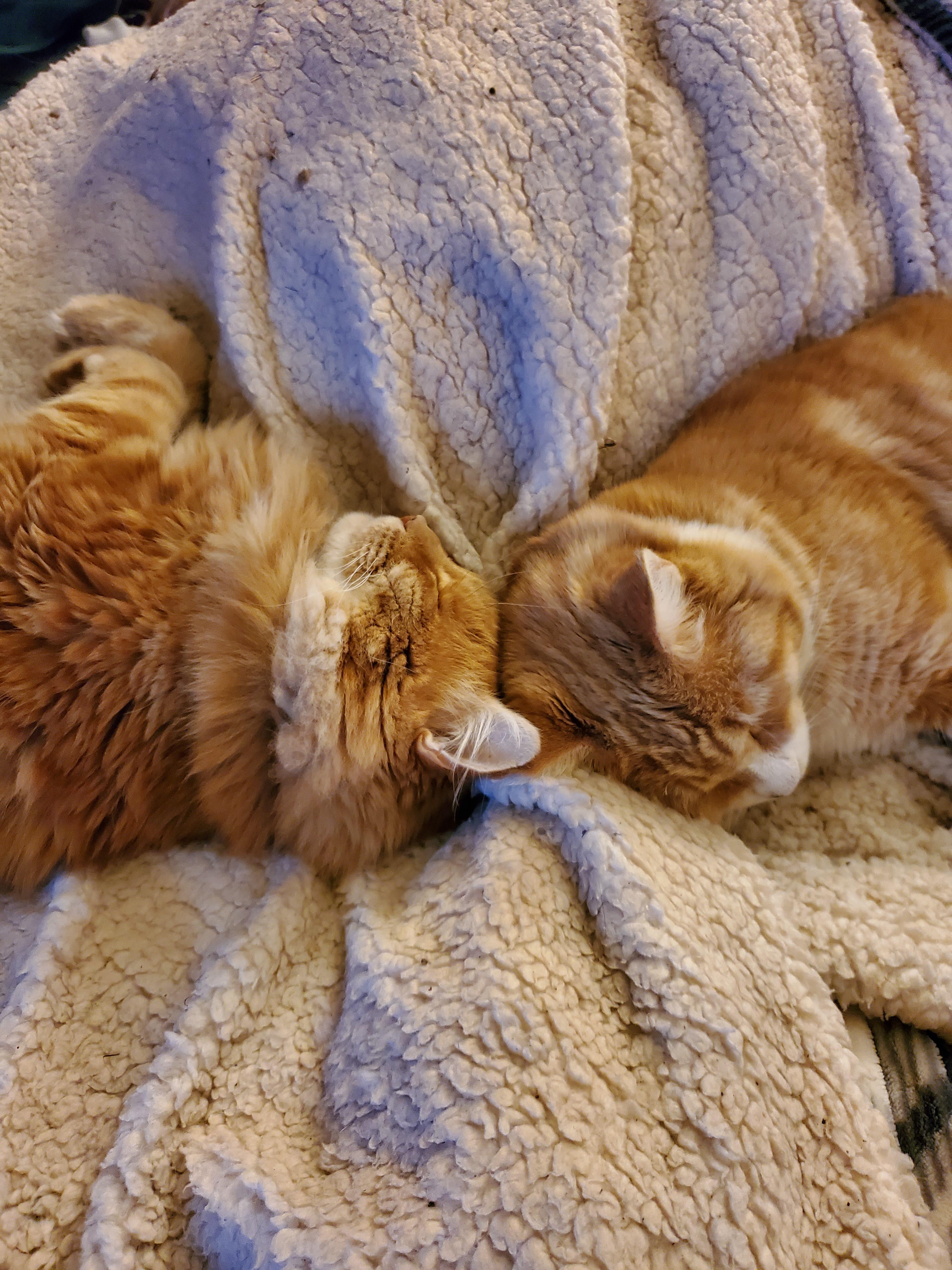 The very rare transfer of "The Cell" caught on film. | Scrolller