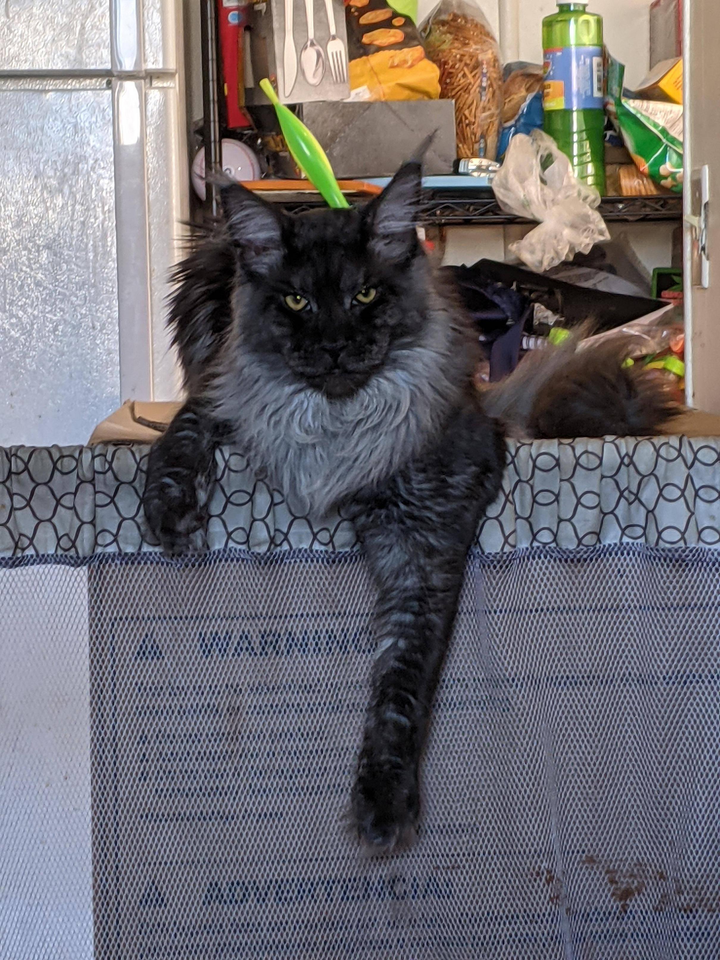 This Dude 😼 | Scrolller