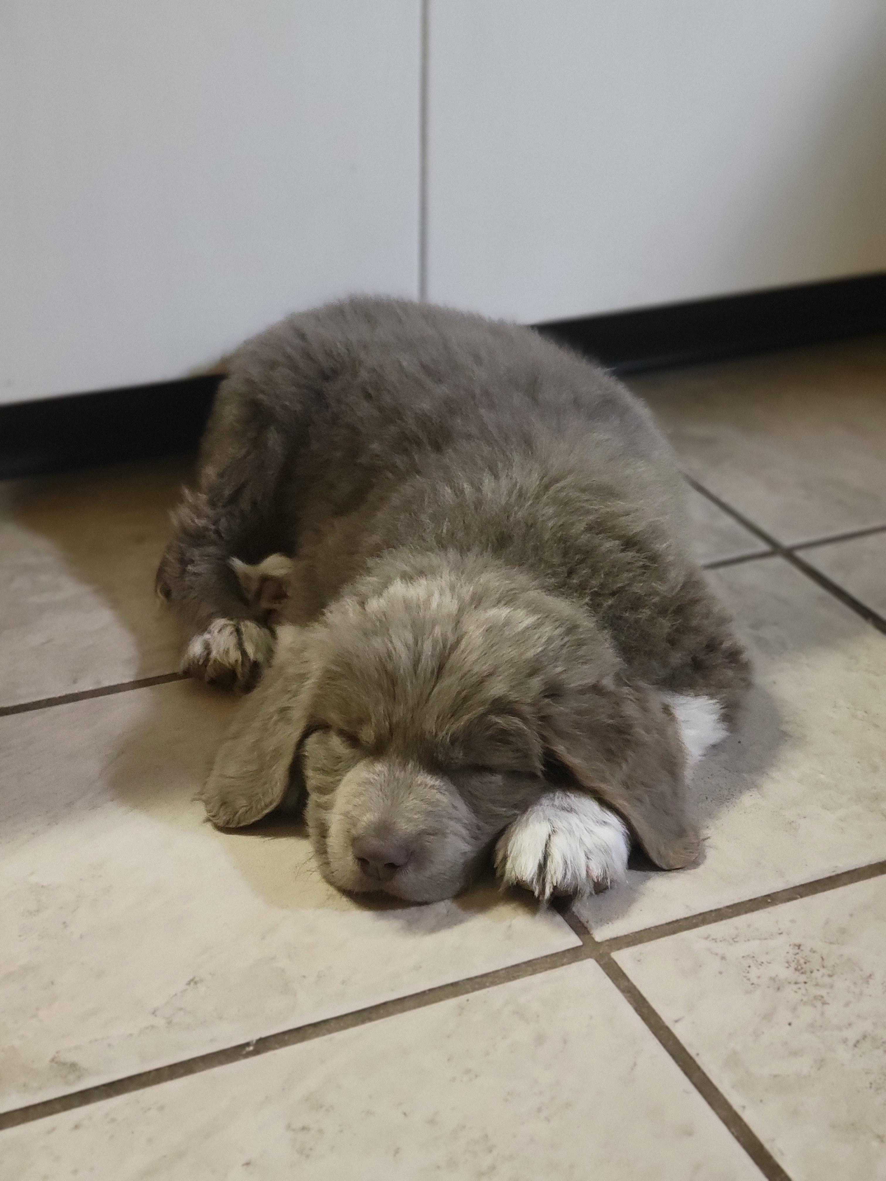 This fluff ball finally made it home. | Scrolller