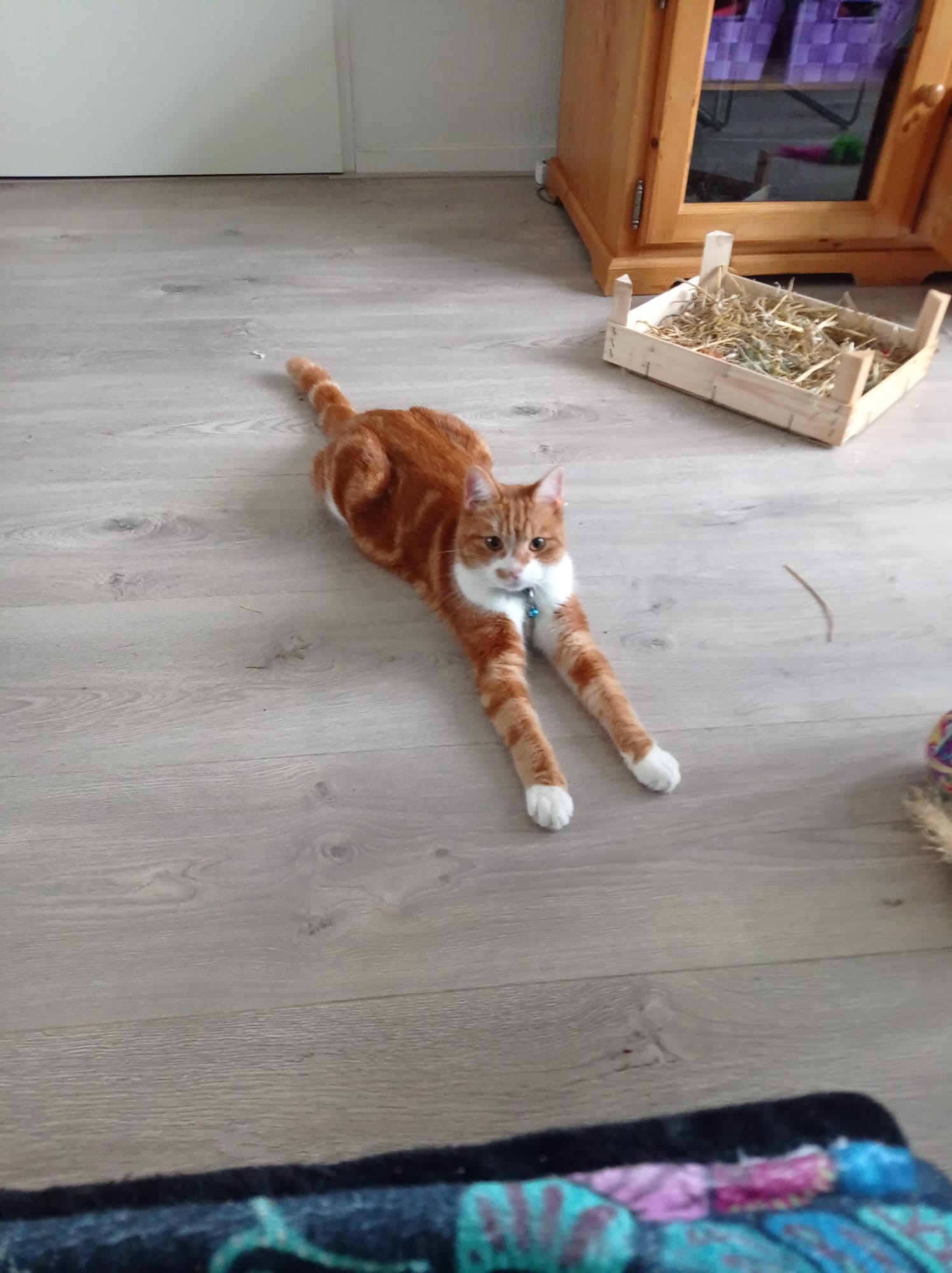 this is Dobby, in his signature sitting position | Scrolller