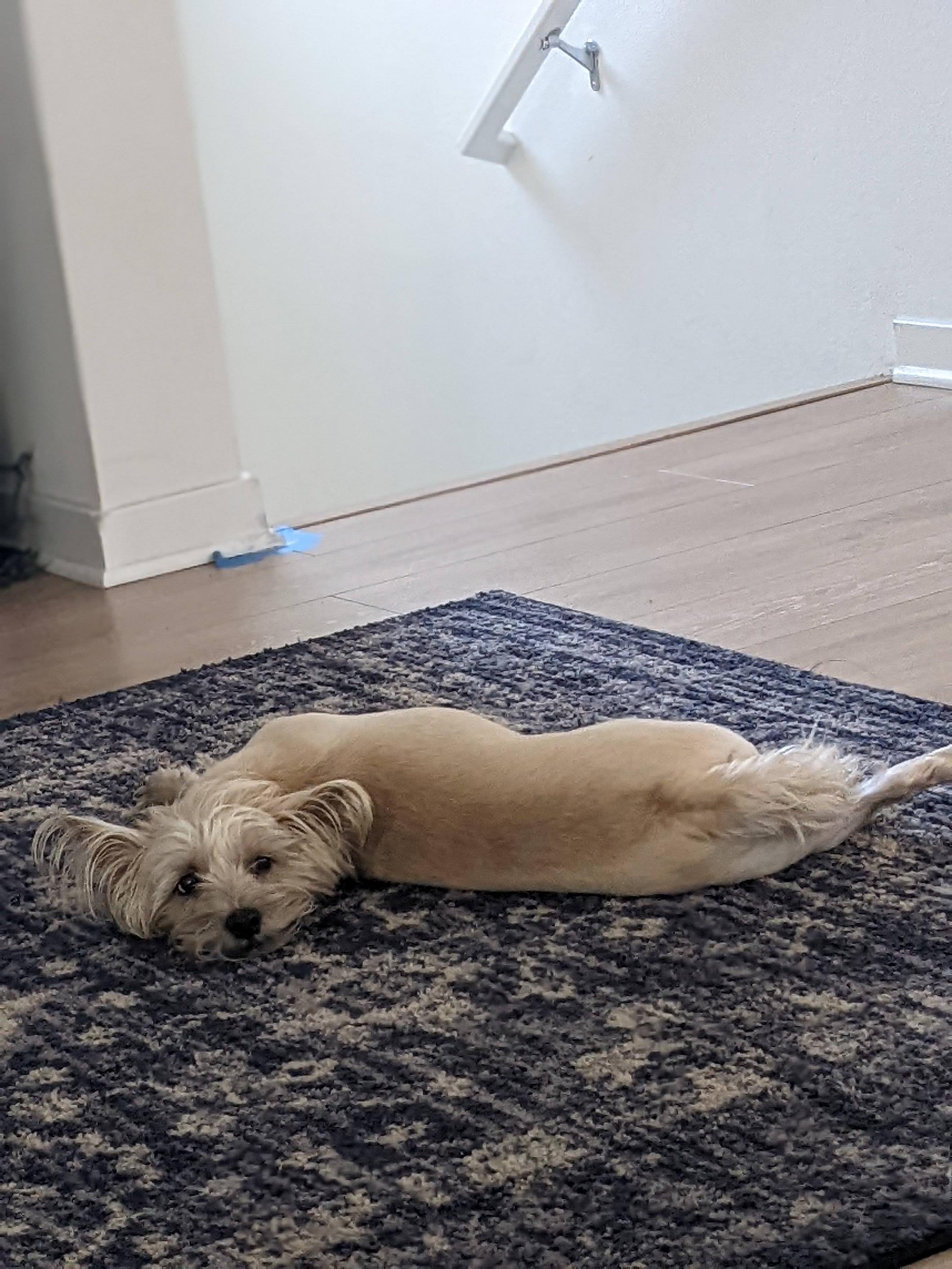 This is how Mochi likes to relax | Scrolller