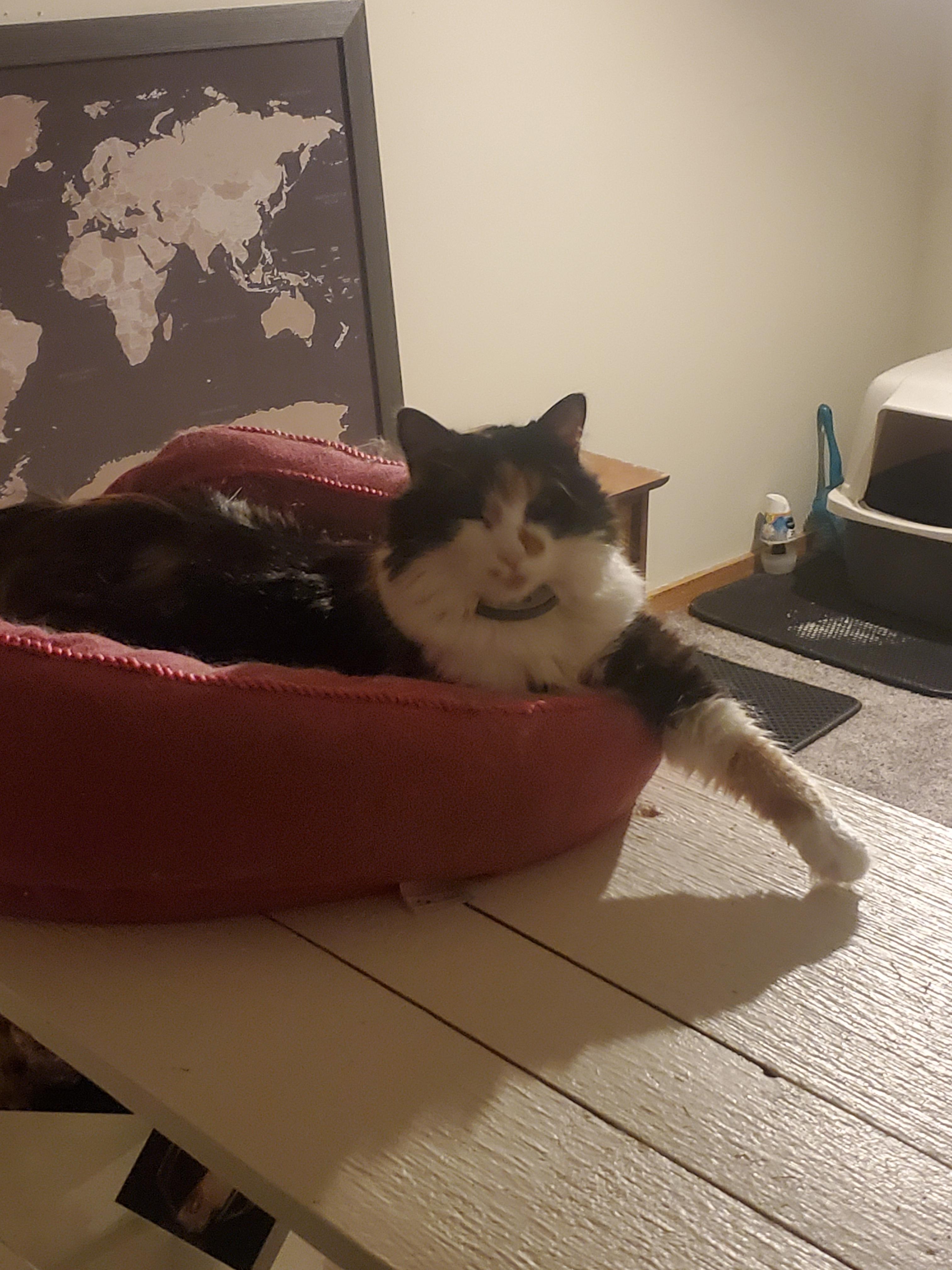 This is Phoebe. She rules our house. | Scrolller