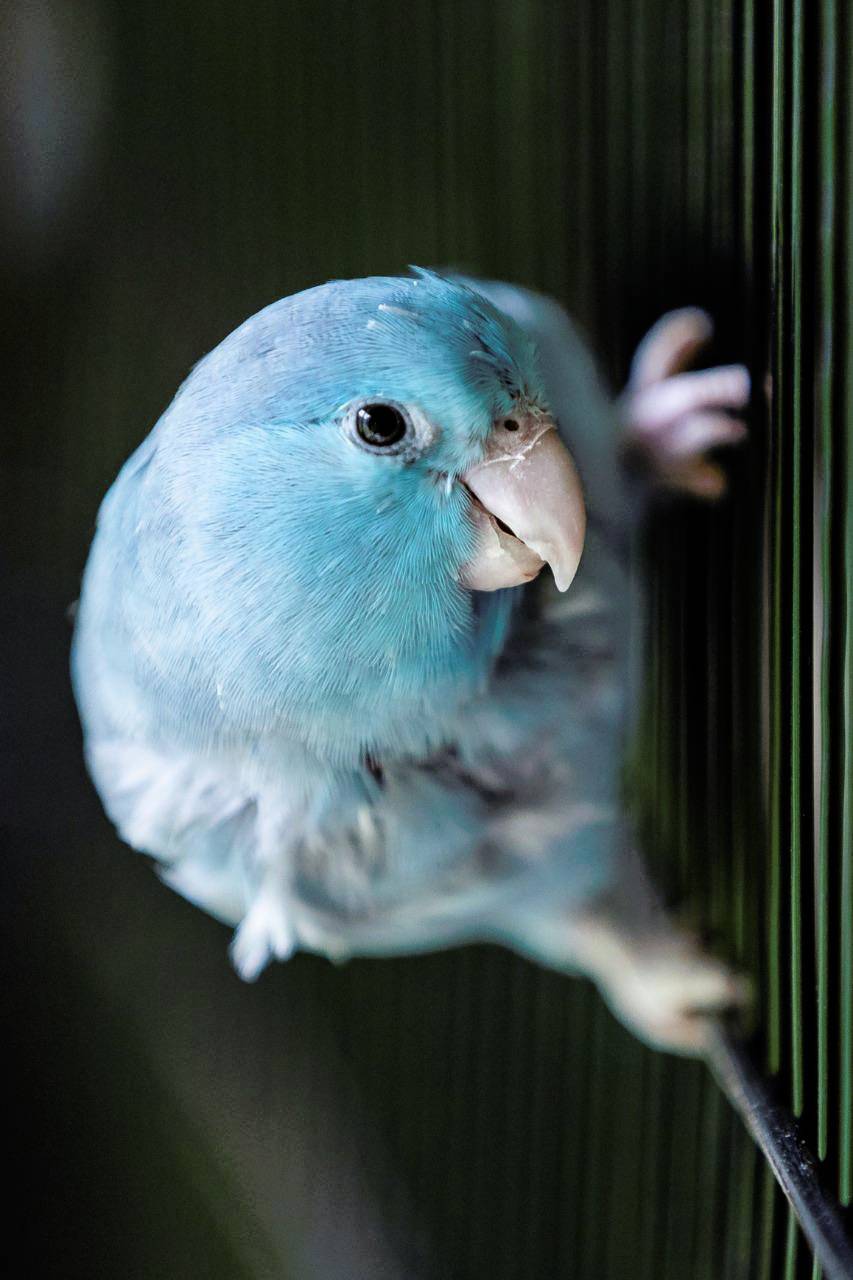 This Is Pixie Scrolller 9558