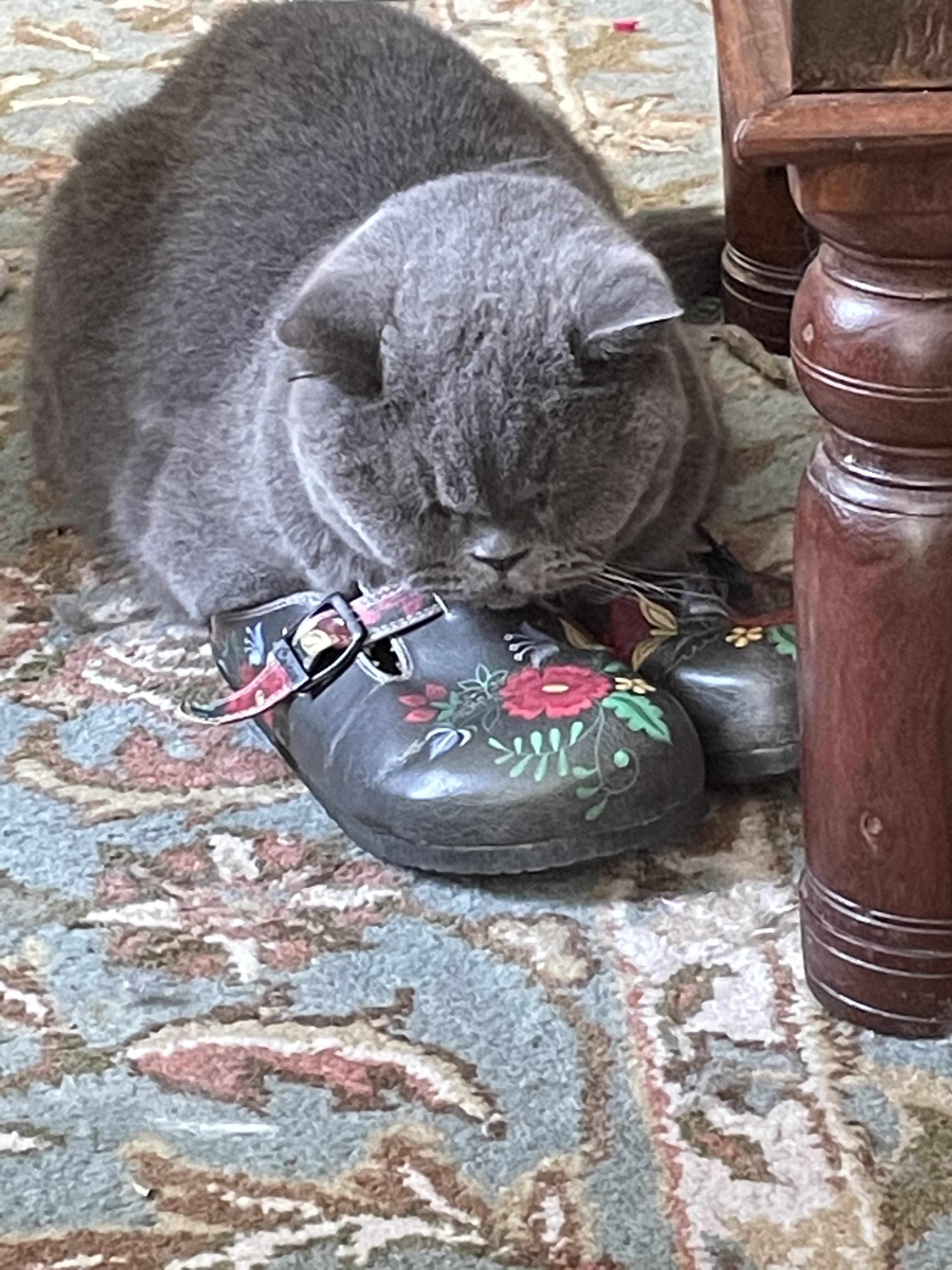 This is TeddyBear in my mum’s shoes! | Scrolller