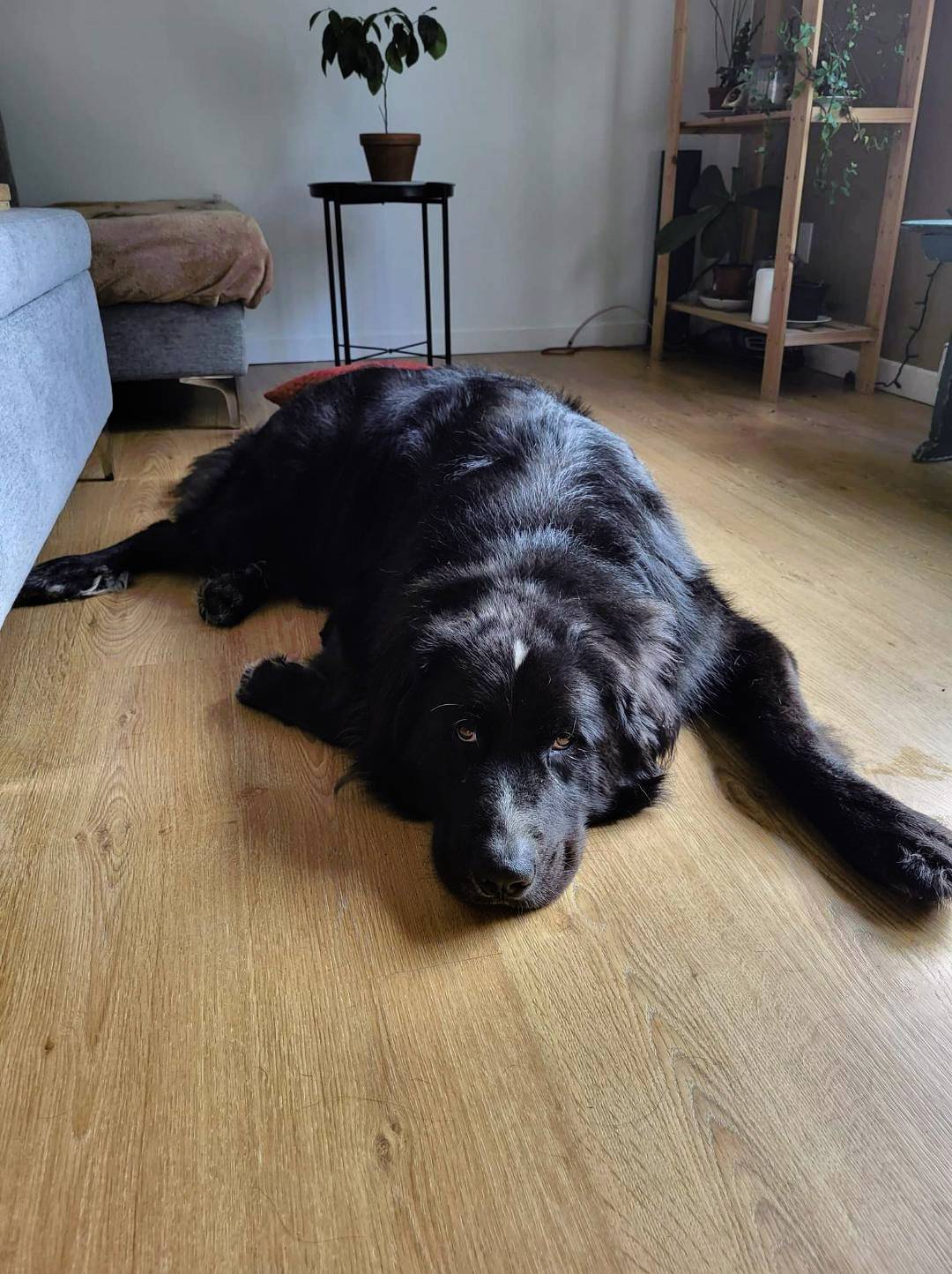 This is Theodore-The-Great he is a real Heartbreaker | Scrolller