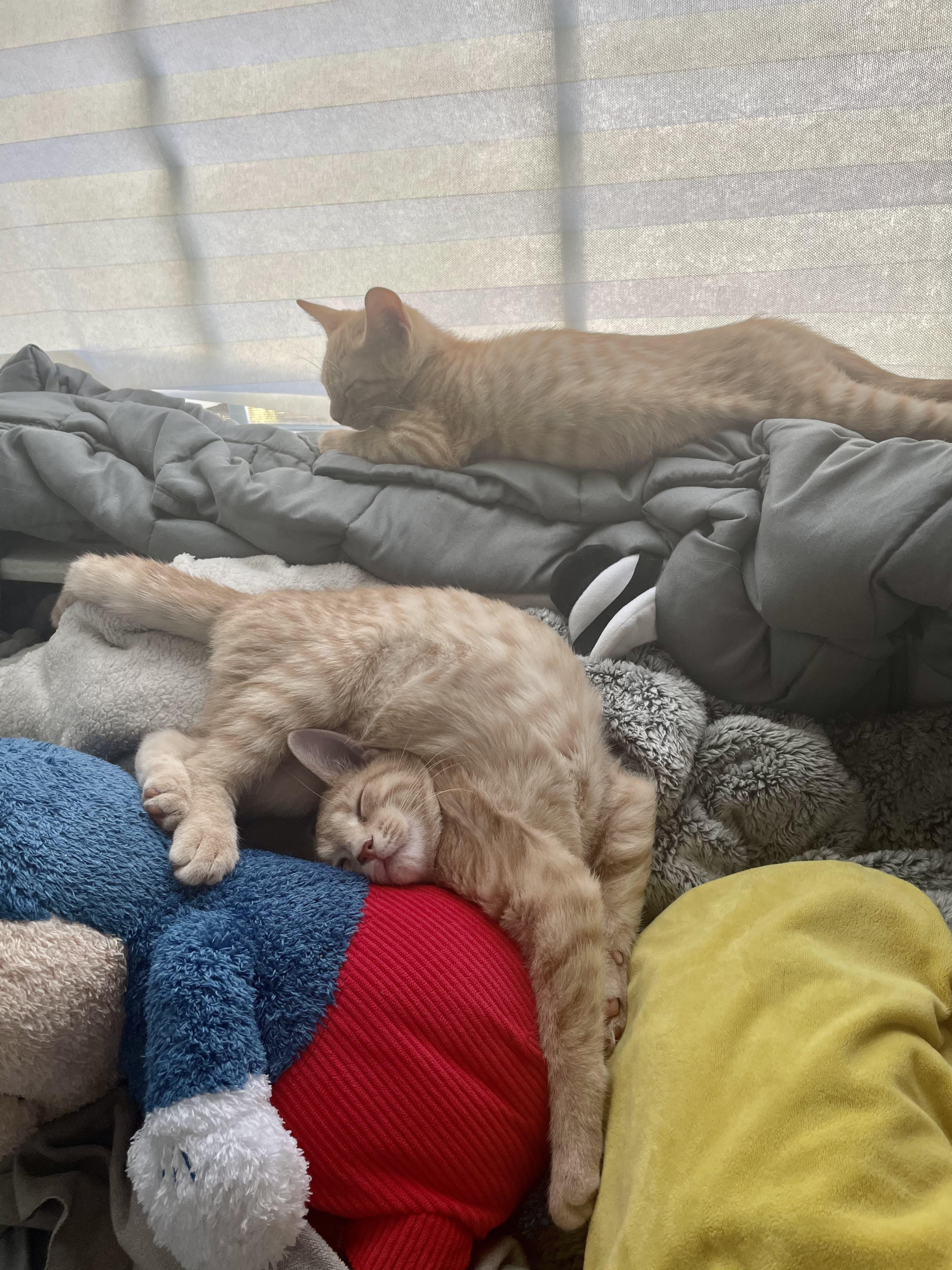 This is what I call “two cats, one brain cell”. Can you guess which one has the cell? | Scrolller