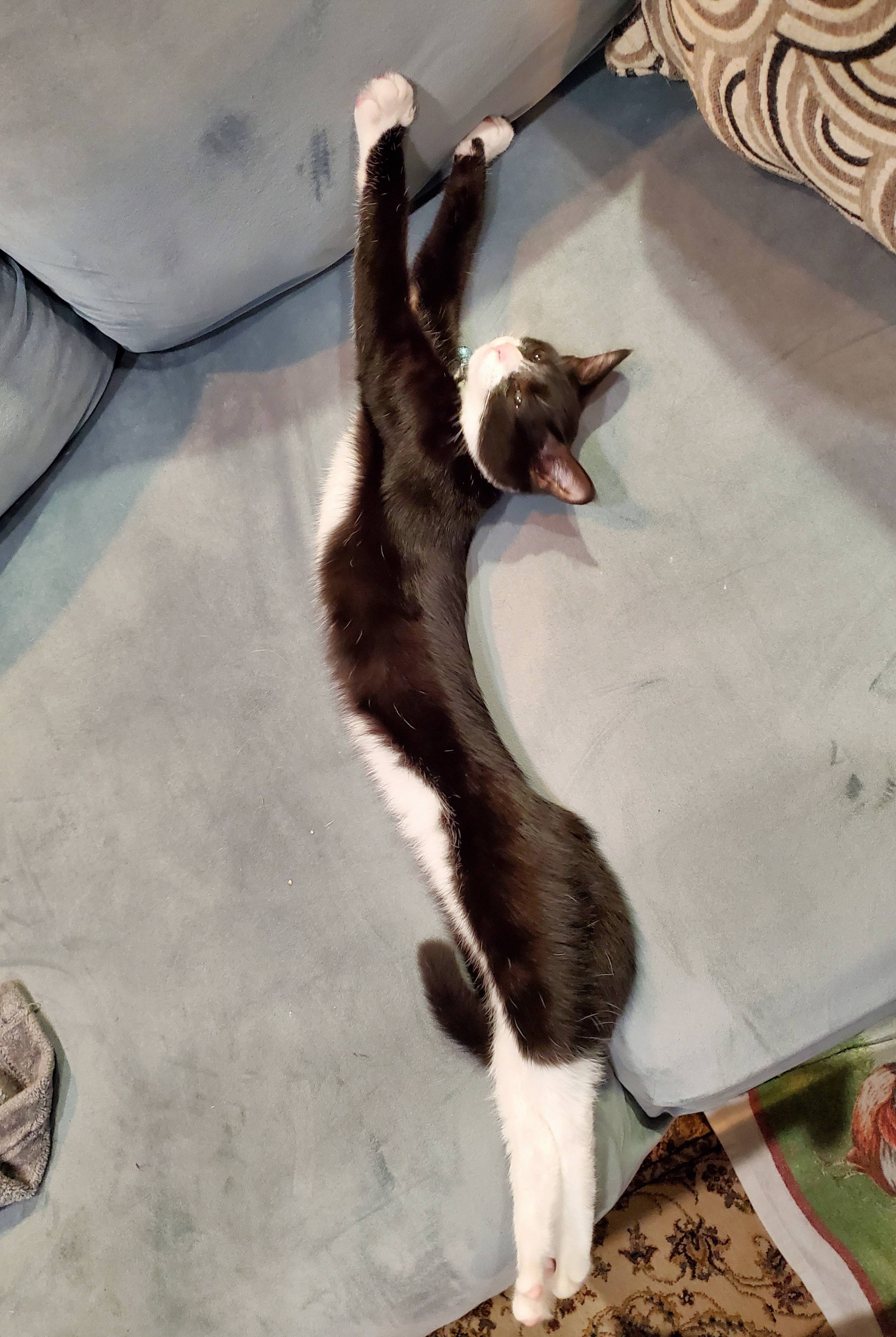 This isn't even her final form! | Scrolller