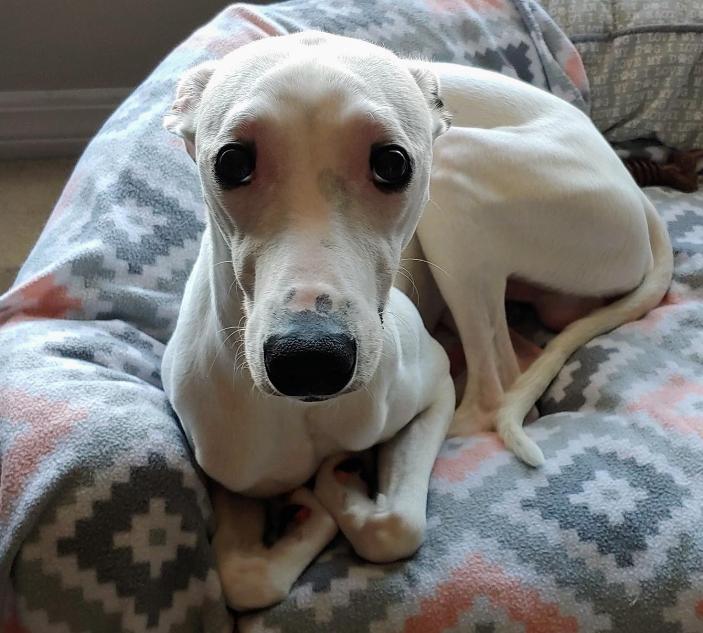 This polite boy turns 1 year old today. | Scrolller