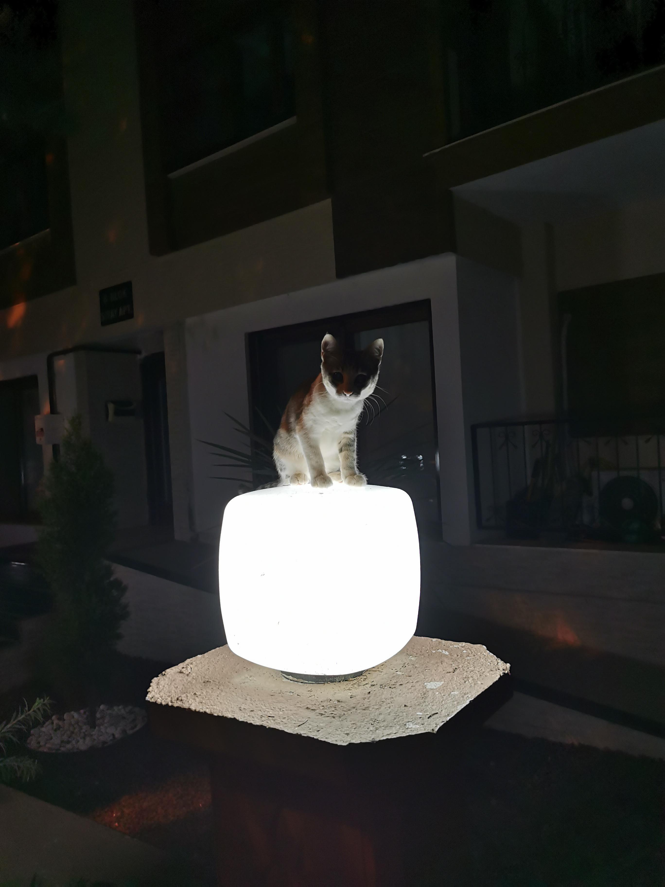 This side quest suddenly occured last night | Scrolller