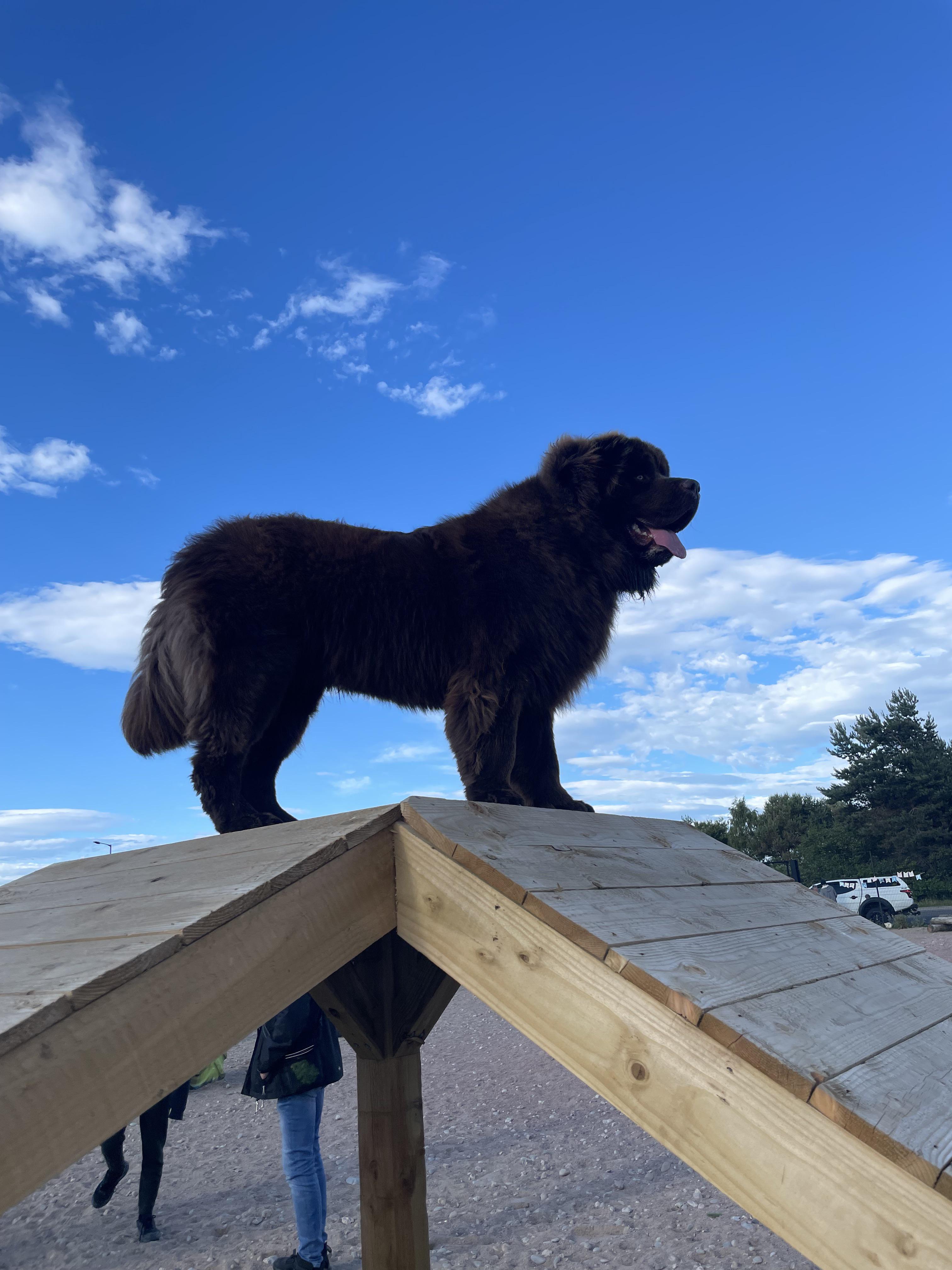 Thor showing off the Newfie shape | Scrolller