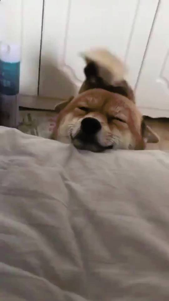 Time to wake up hooman | Scrolller