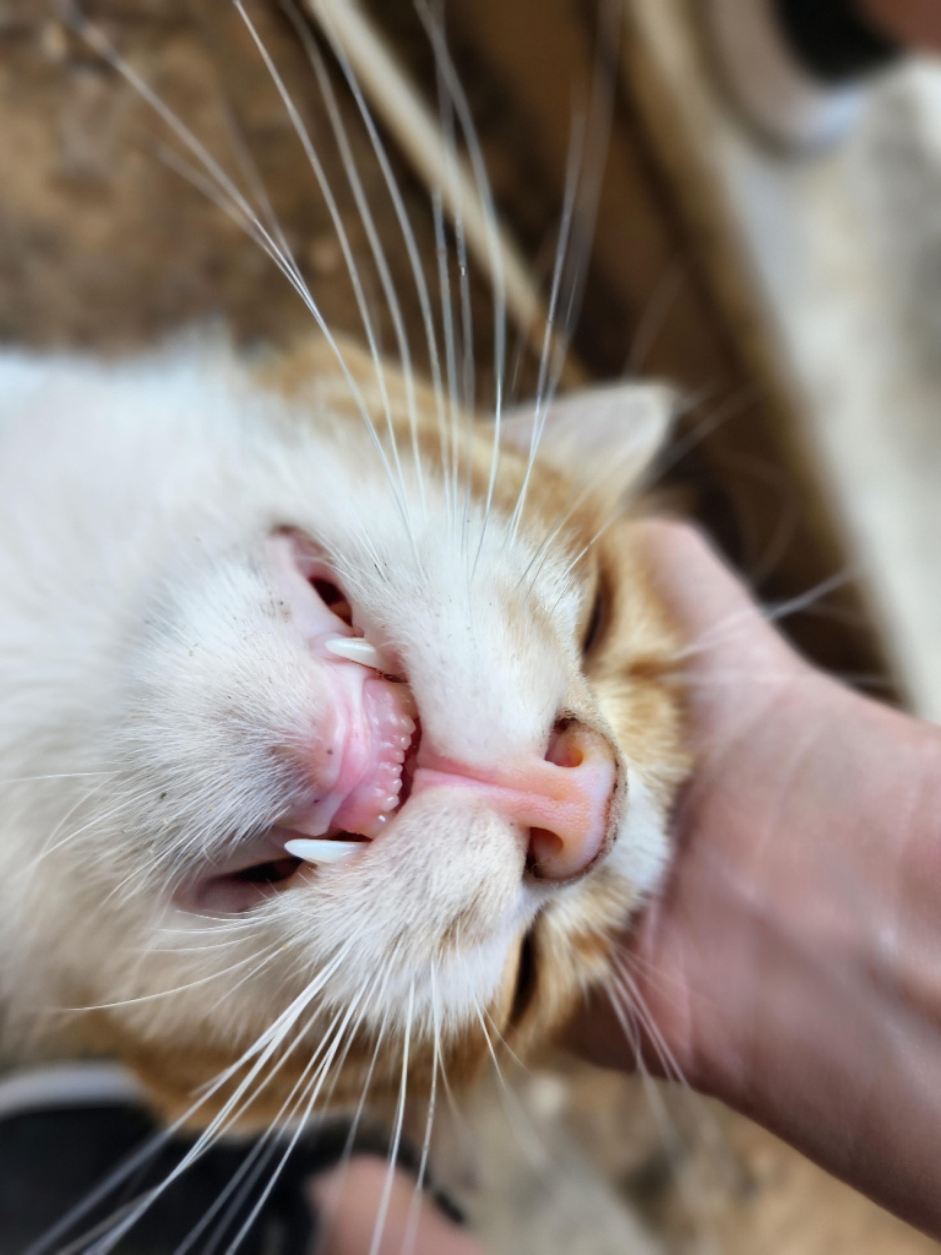 Tiny cat teeth | Scrolller