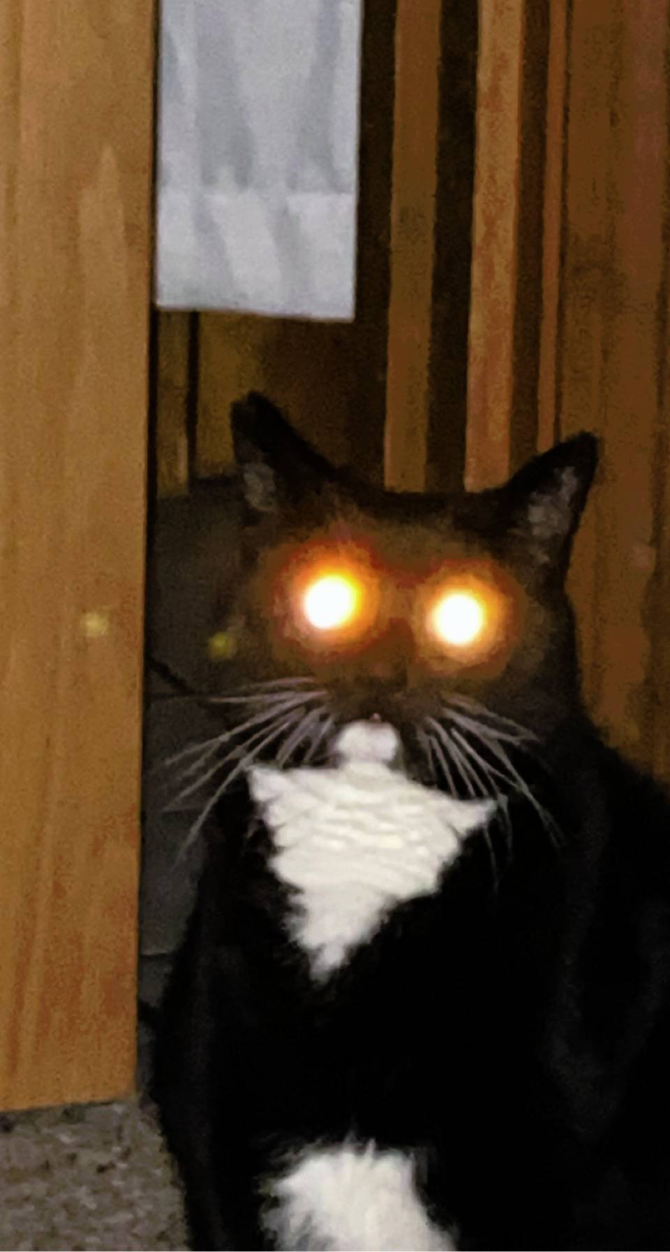 tiny demon | Scrolller