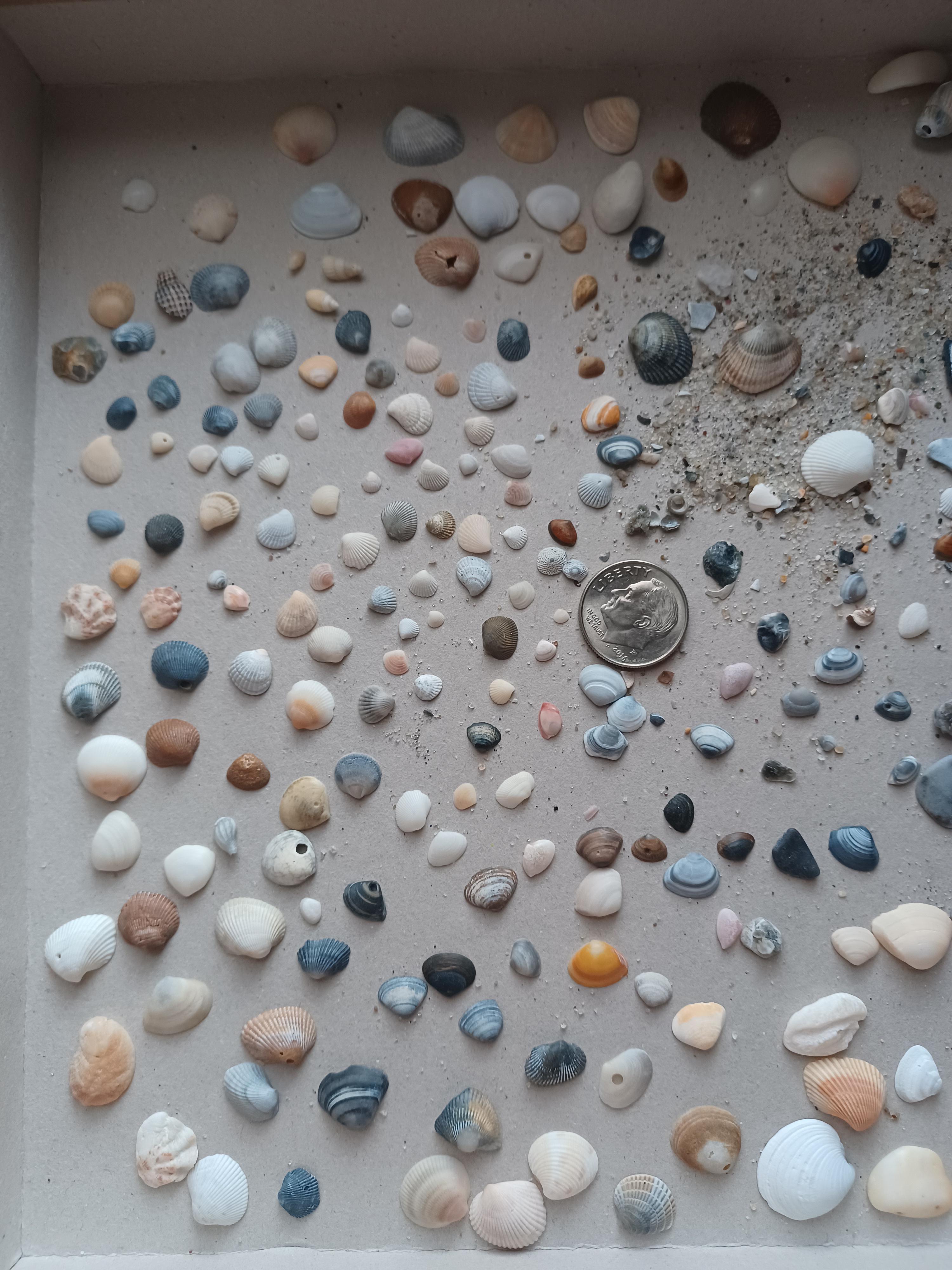 tiny seashells | Scrolller