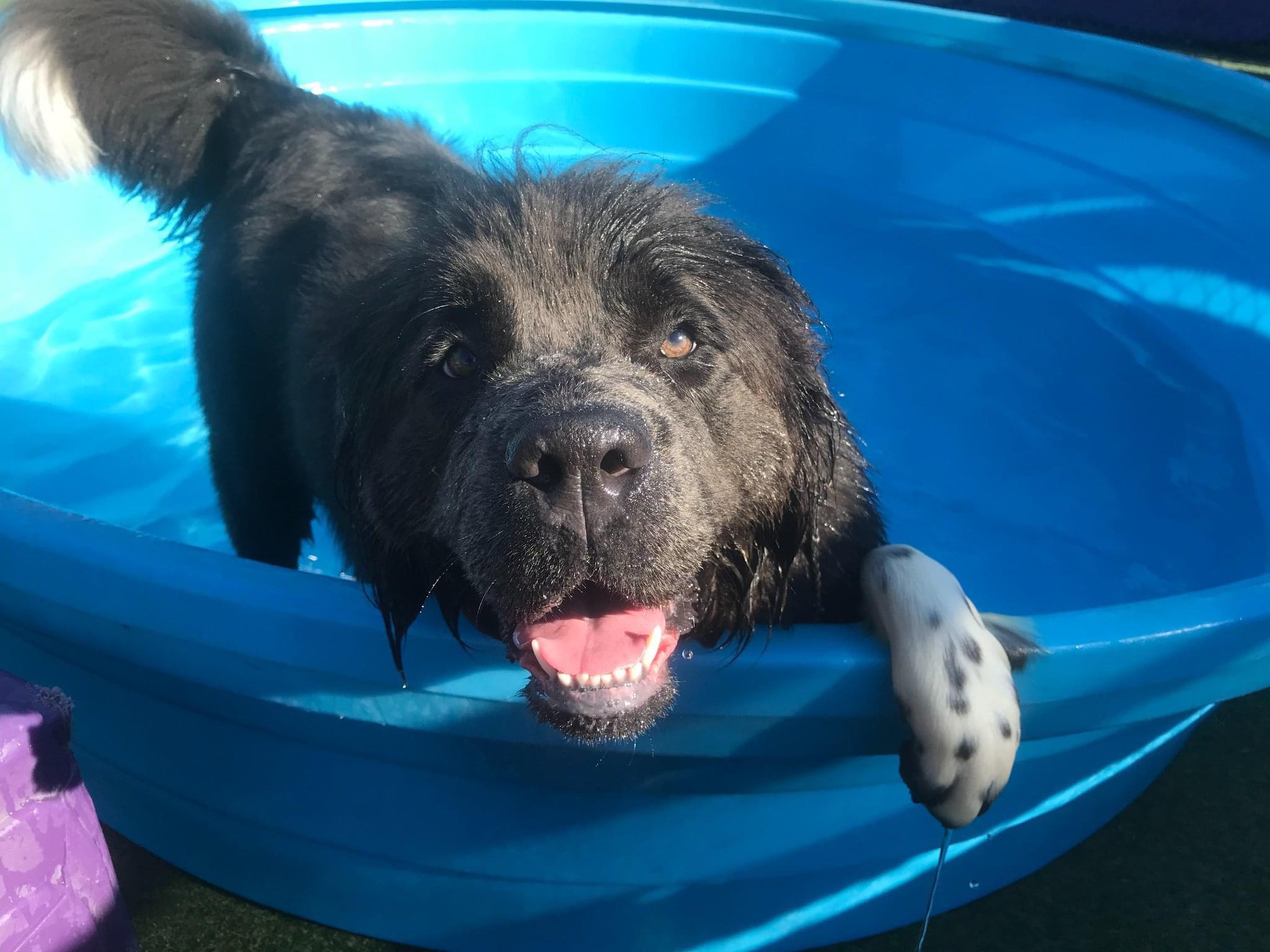 Today Is Going Swimmingly Korra Loves To Swim At Daycare Scrolller