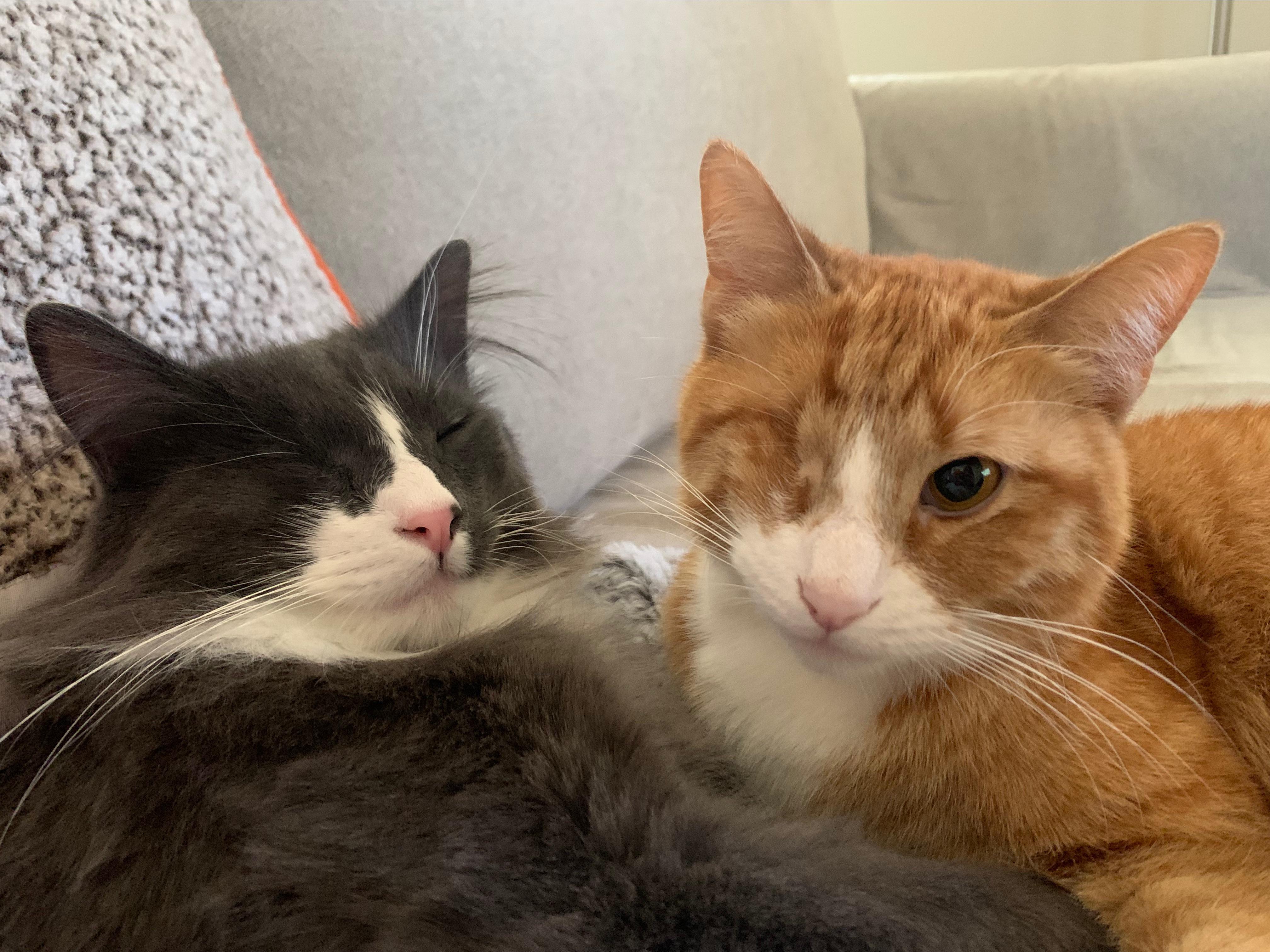 Today is their two year adoption anniversary! | Scrolller