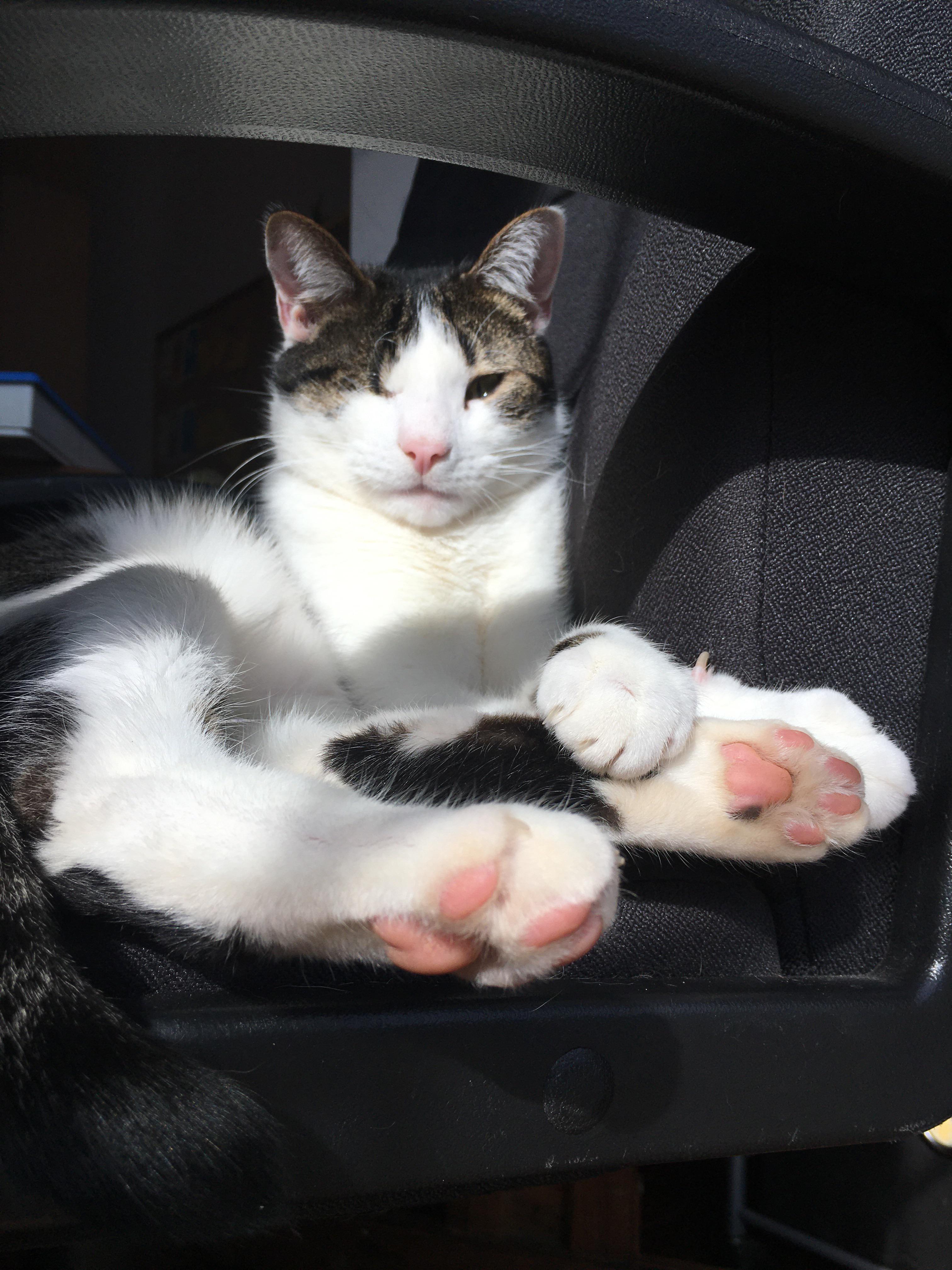 Toe beans 😍 | Scrolller