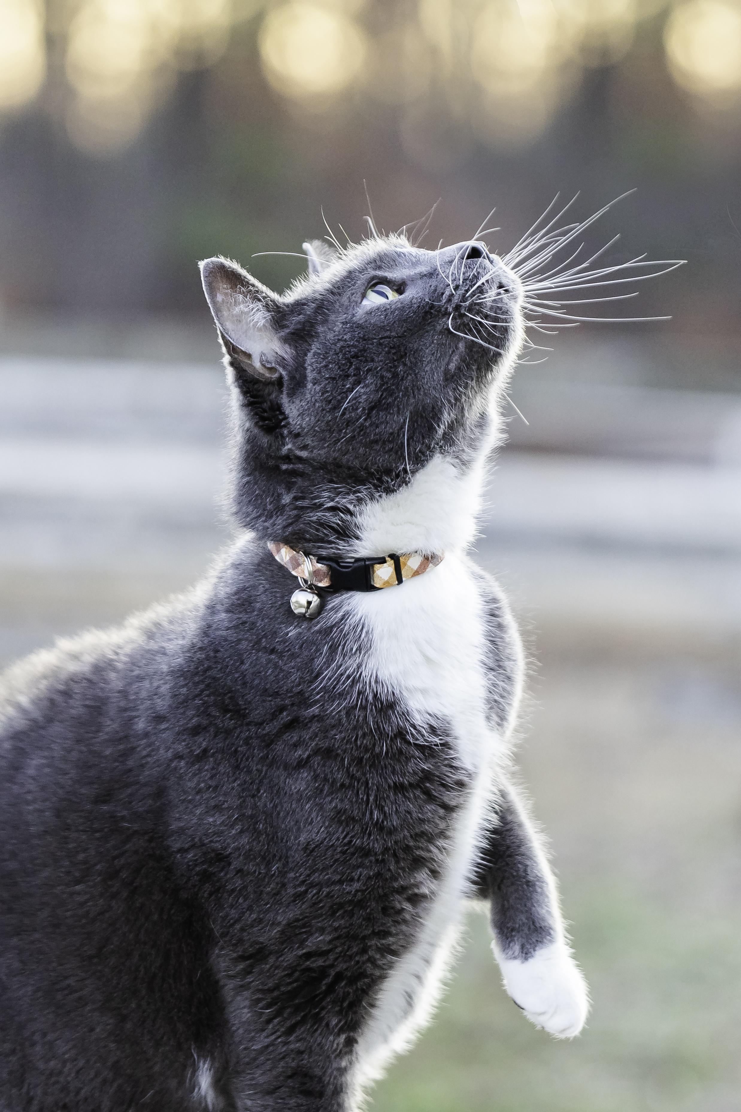 Tom's curious peanut whiskers! | Scrolller