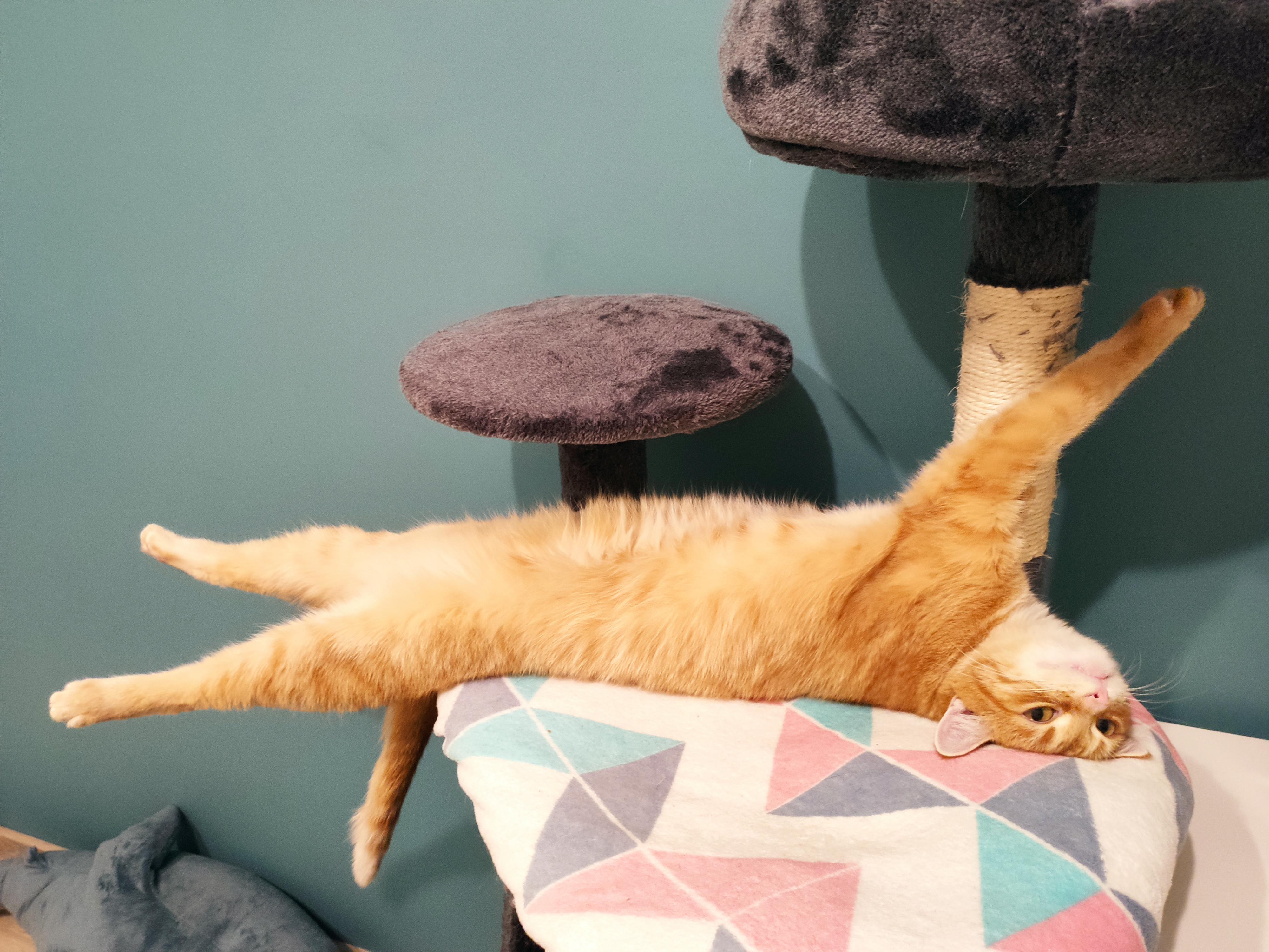 Too long to lay on cat tree | Scrolller