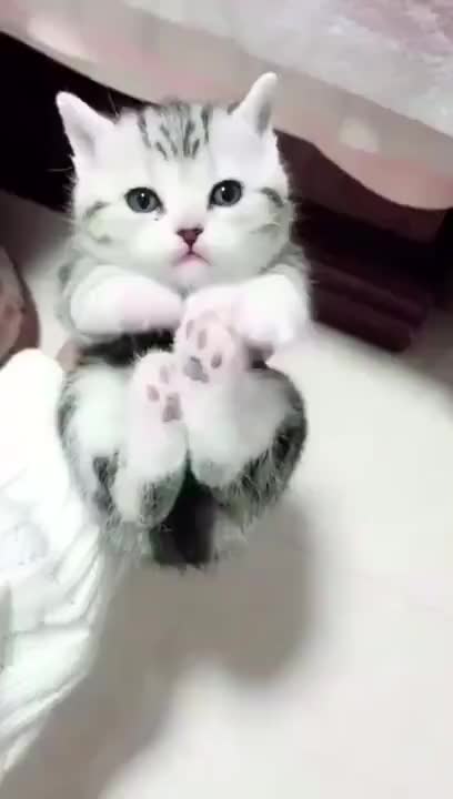 Touch tha toe beans.. | Scrolller