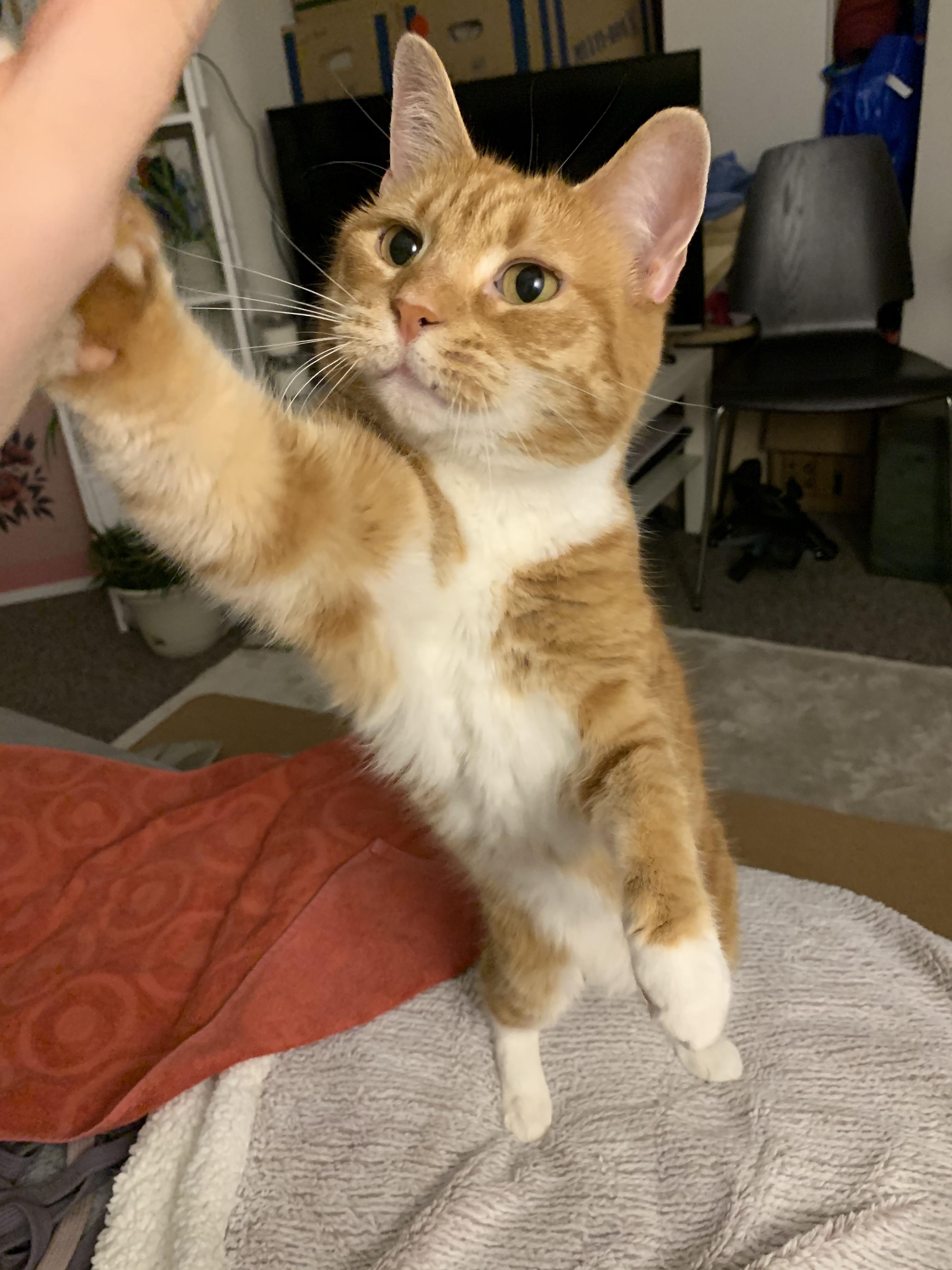 Treatface peanut | Scrolller