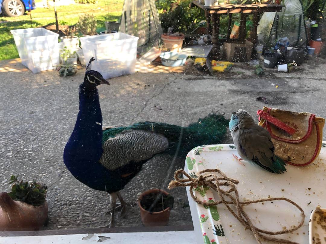 Trico likes his morning visitor | Scrolller