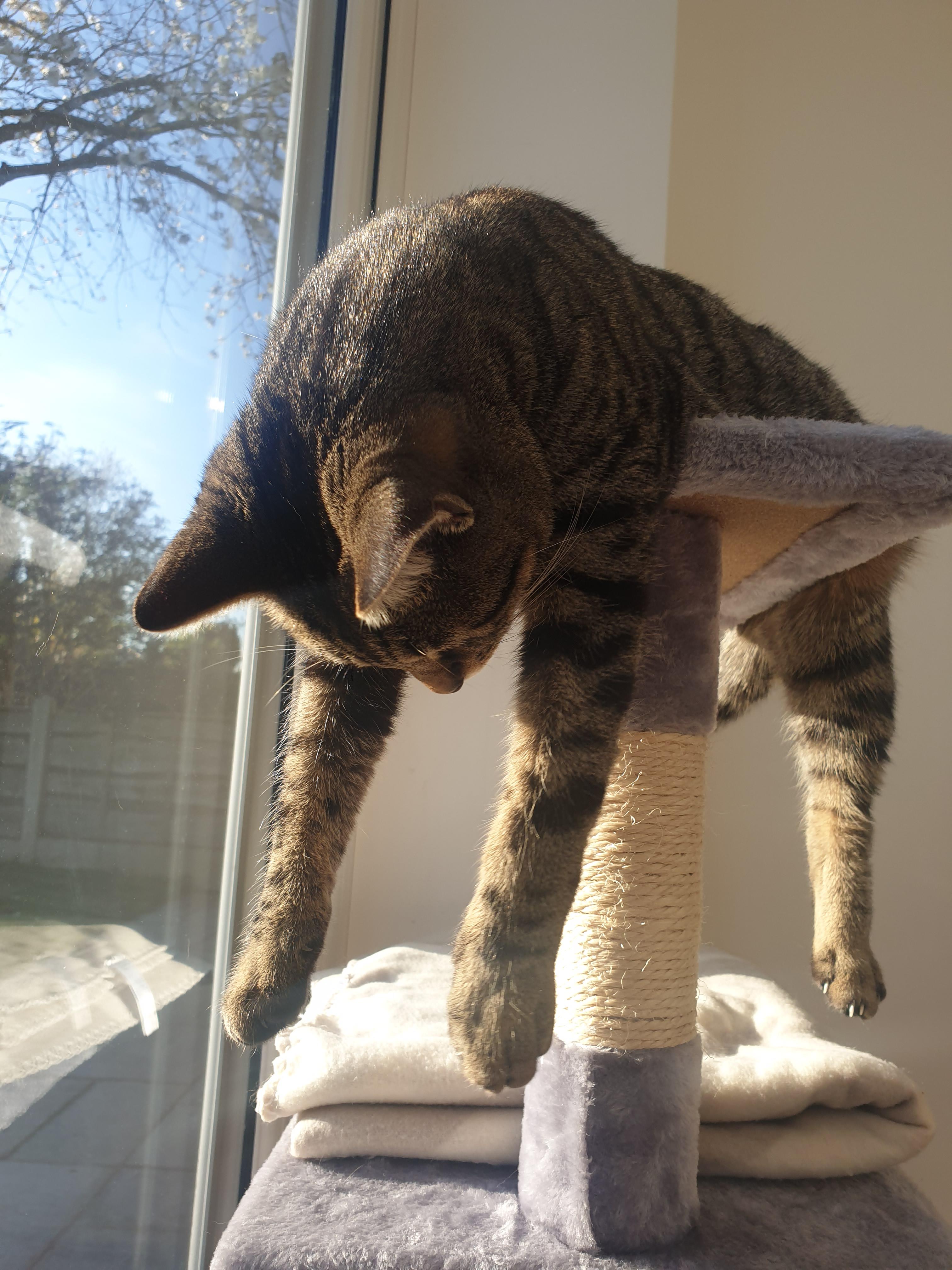 Triple kill | Scrolller