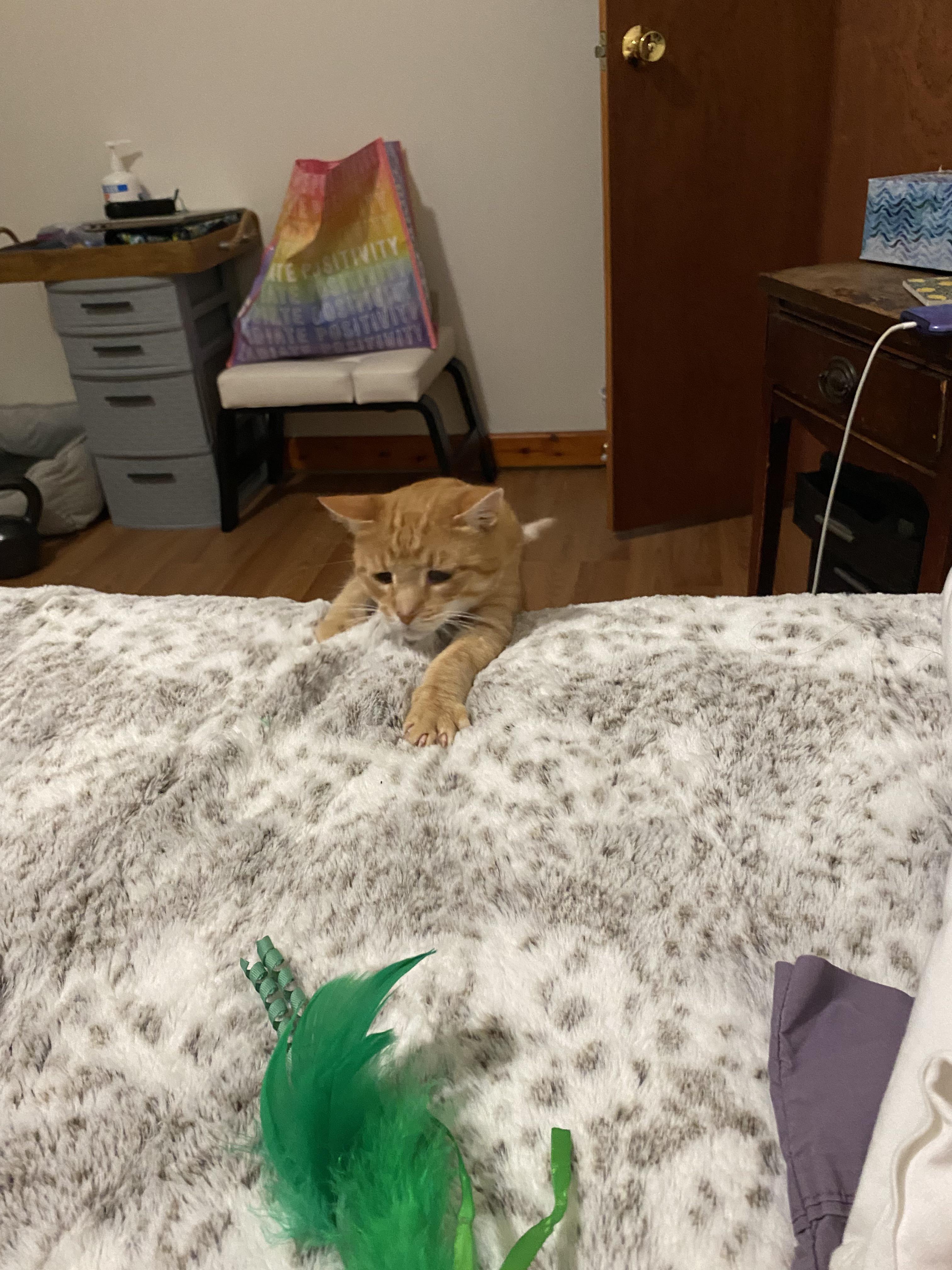 Trying to get to his toy | Scrolller