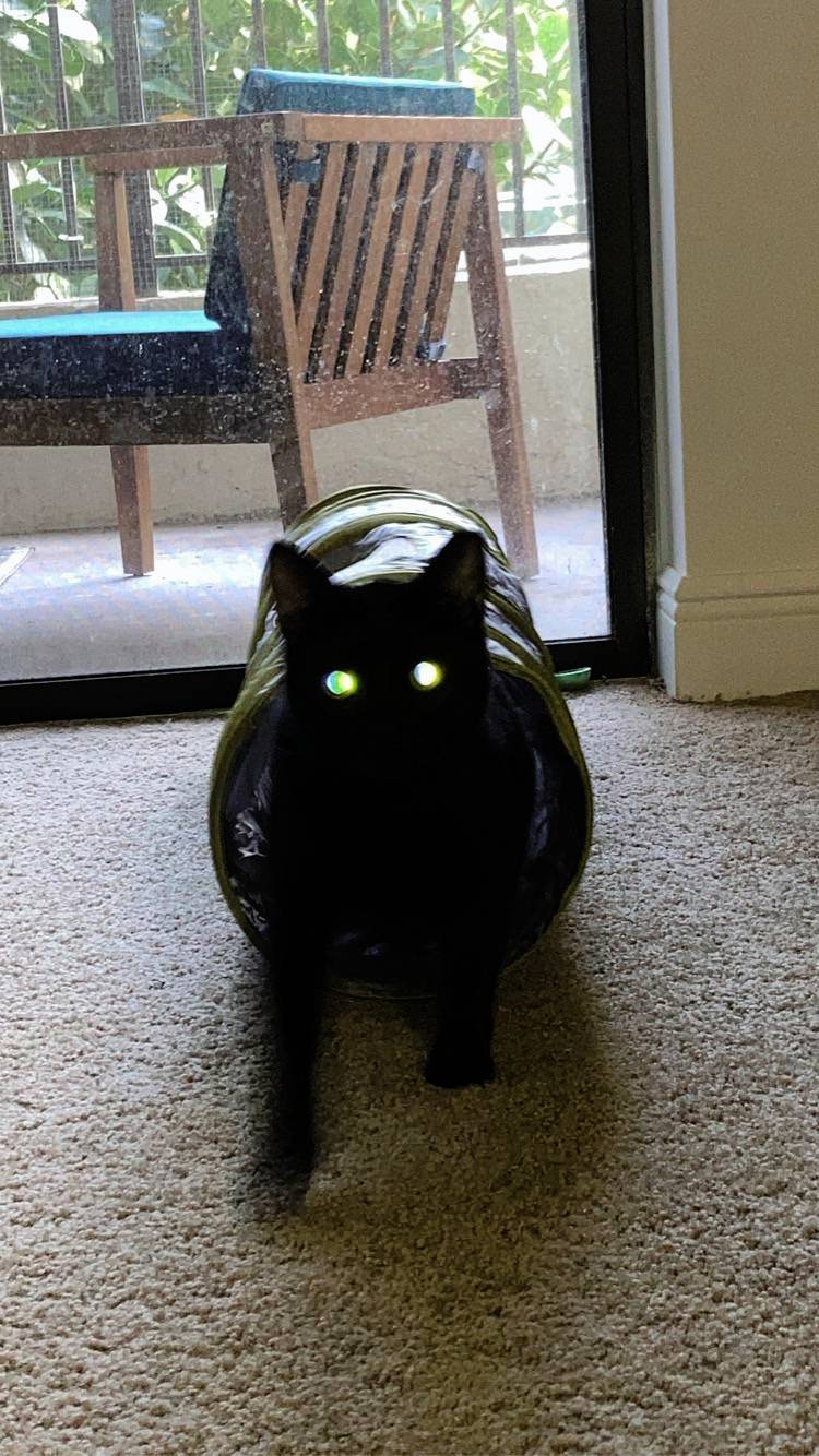 Tube cryptid | Scrolller