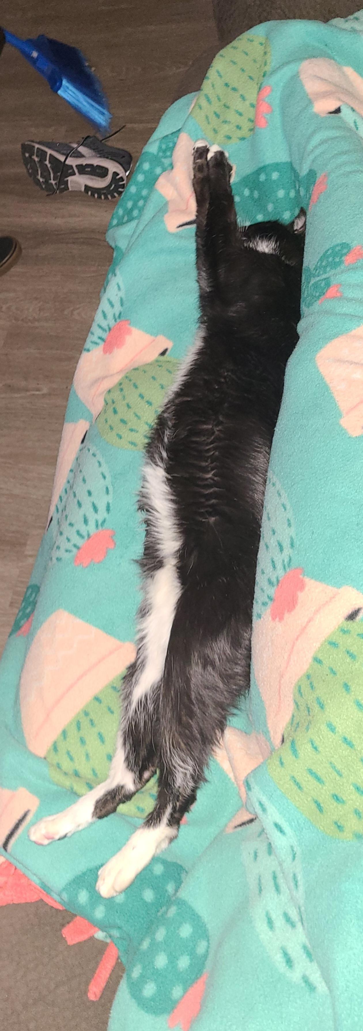 tuxedo princess is looong | Scrolller