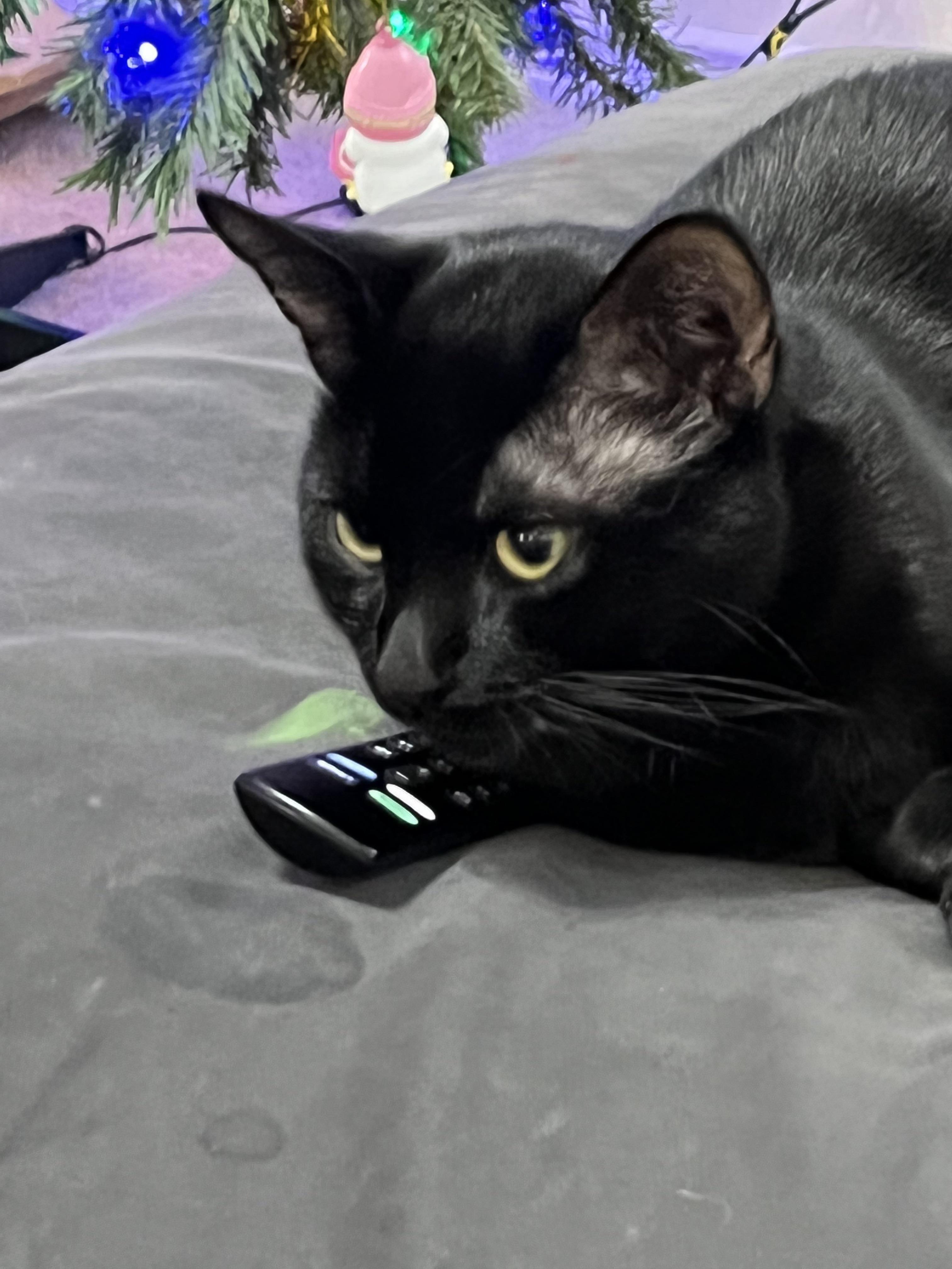 TV Cat, what he watching? | Scrolller